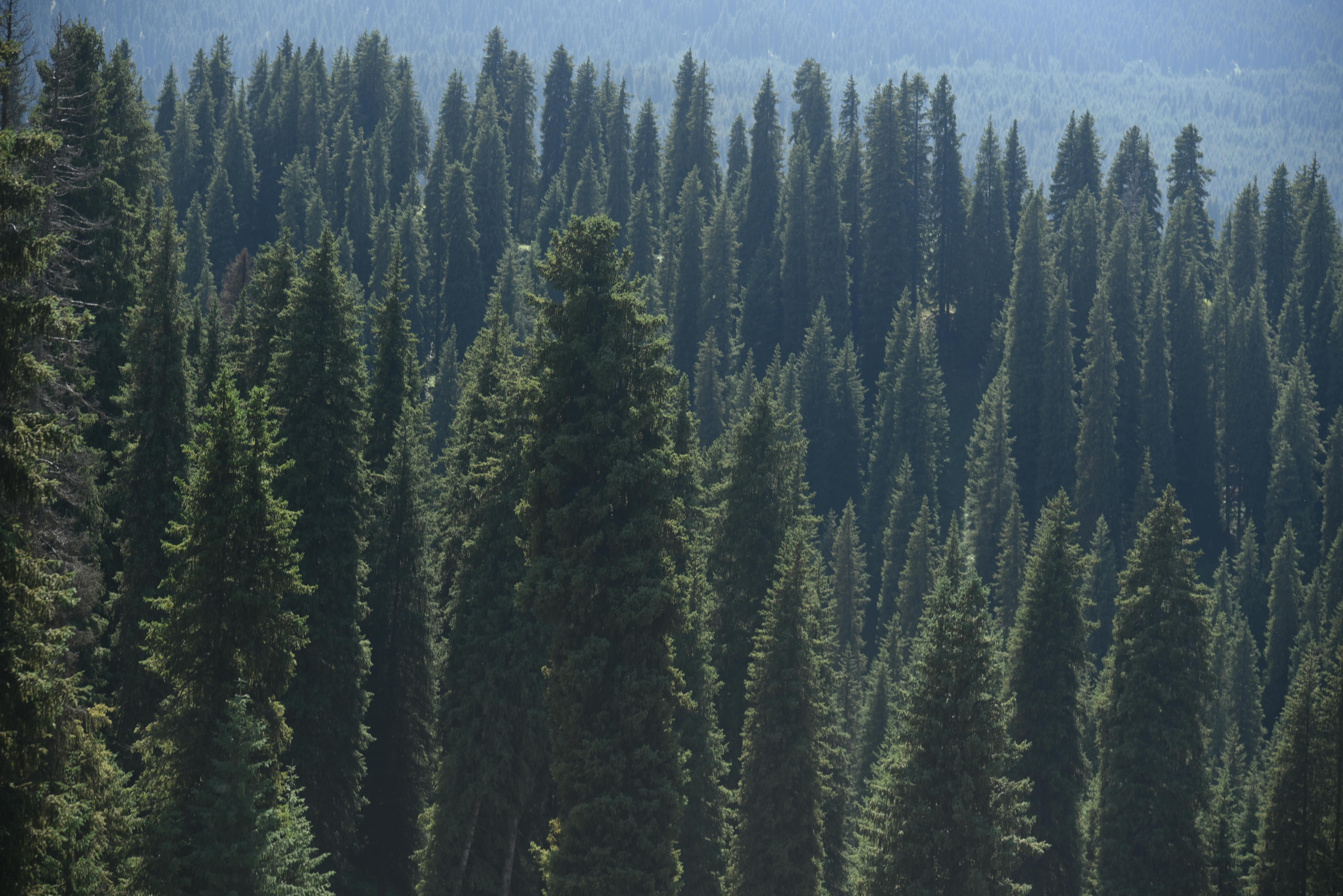 Green, Tall Trees in Evergreen Forest · Free Stock Photo