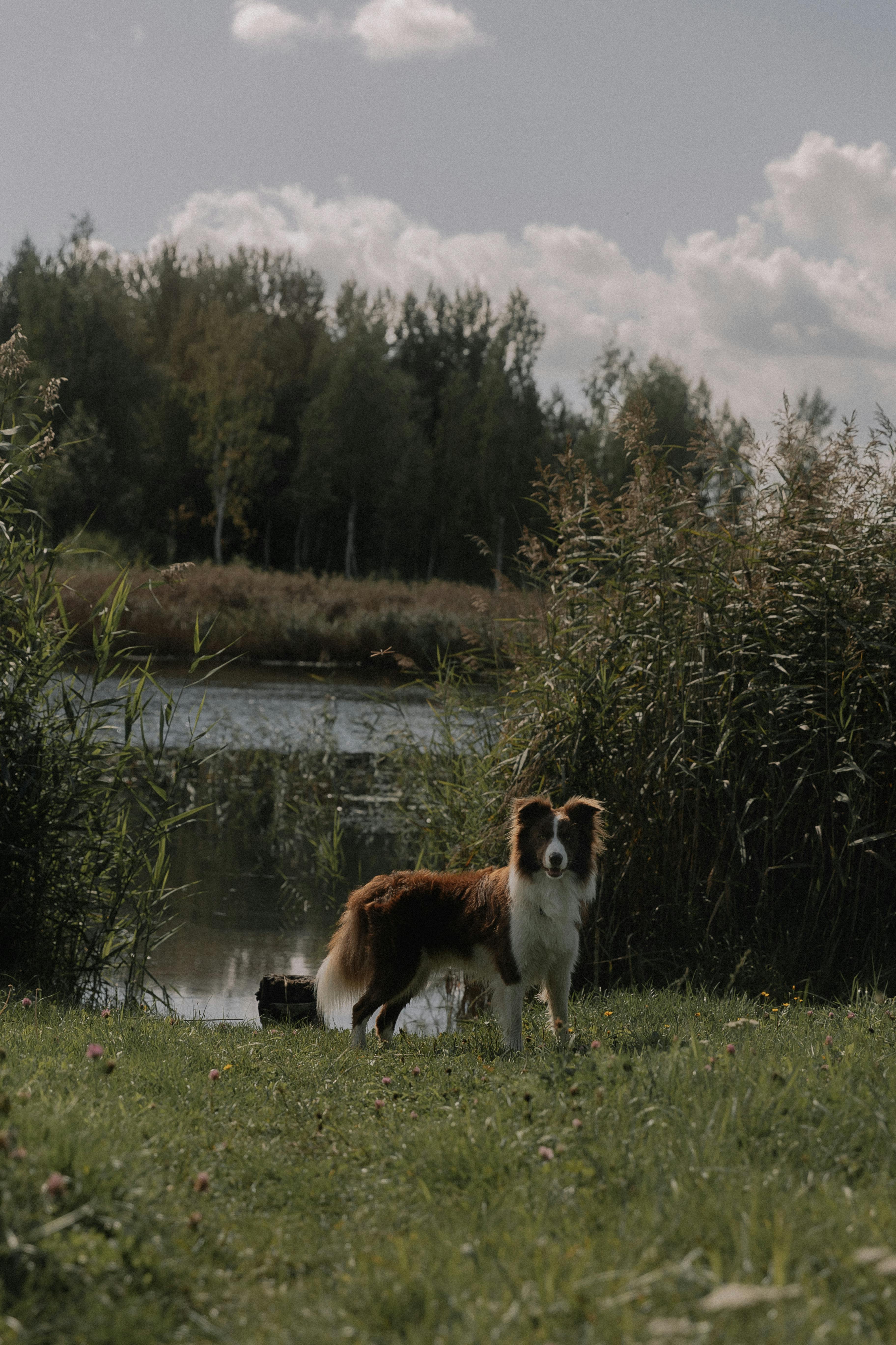 Rushes On Dog Photos, Download The BEST Free Rushes On Dog Stock Photos ...