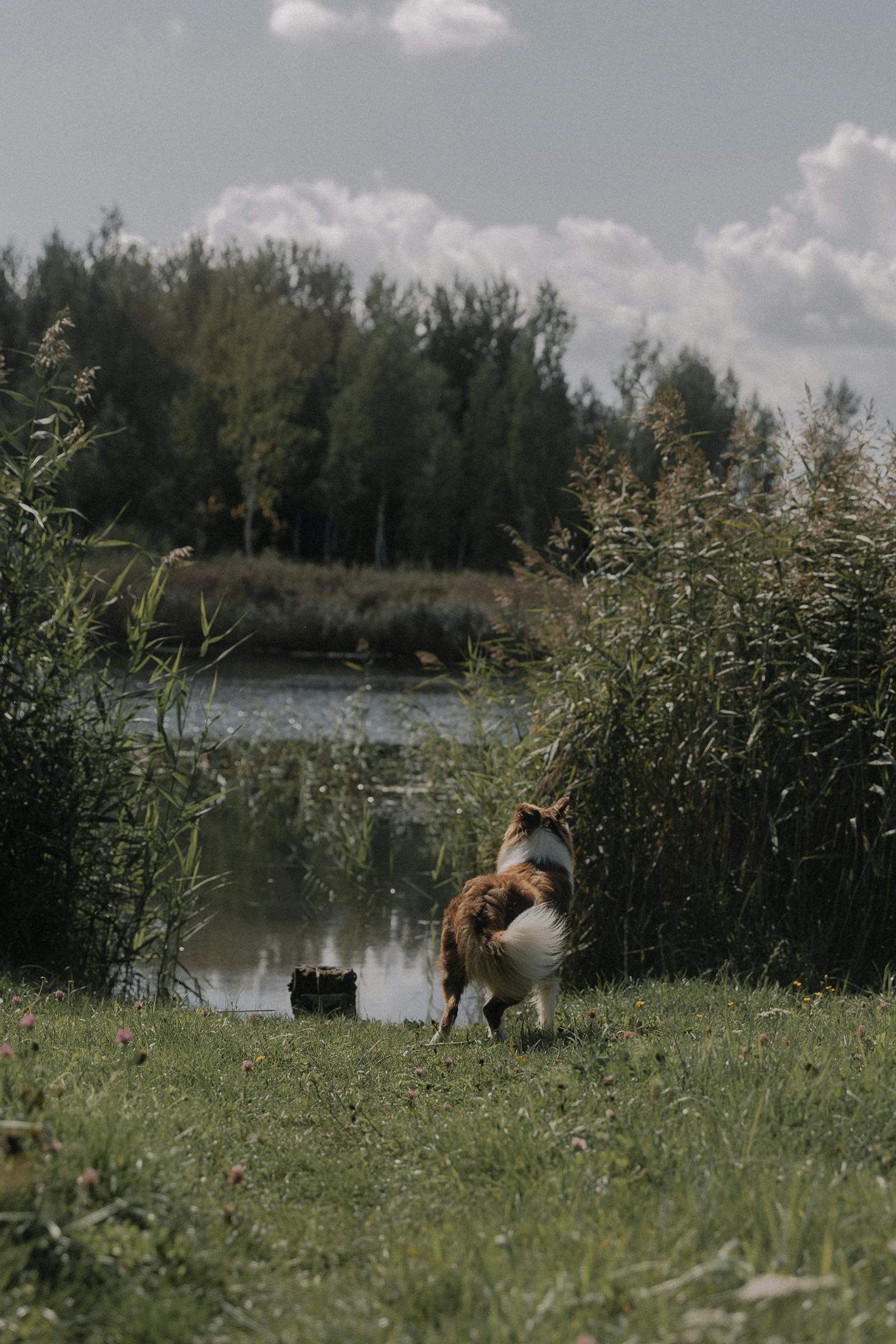 Dog Rush Photos, Download The BEST Free Dog Rush Stock Photos & HD Images