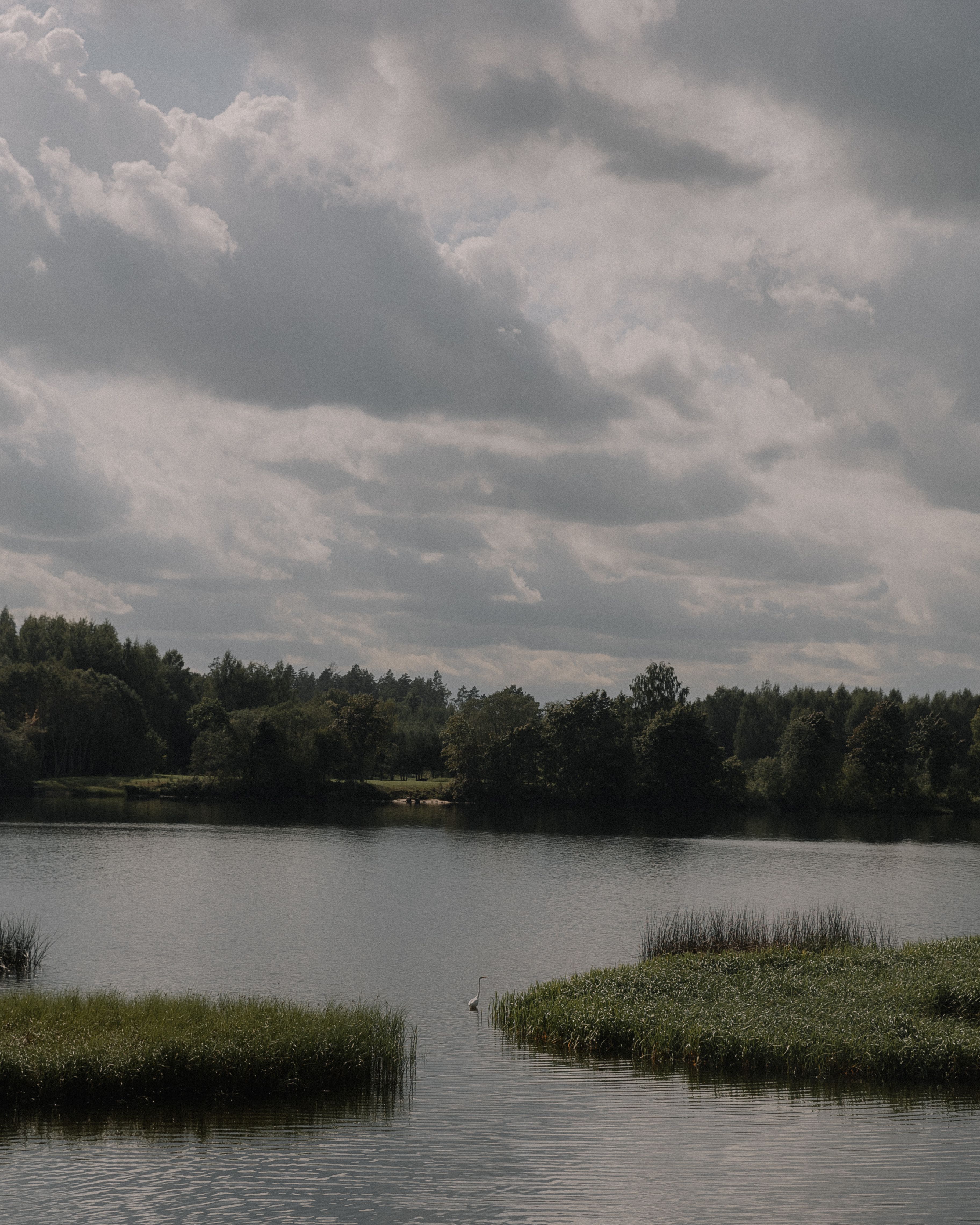 Trees Along Lake · Free Stock Photo
