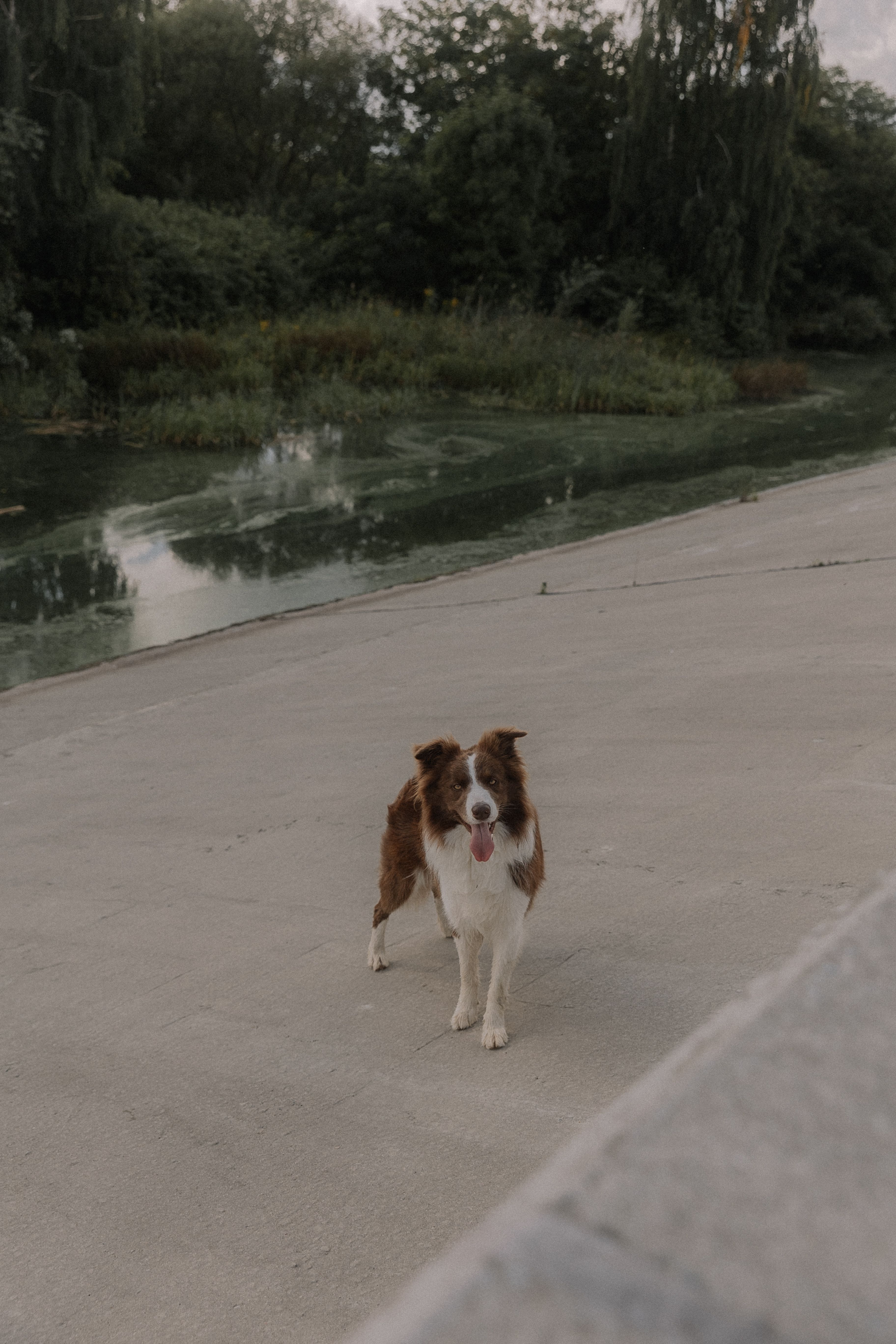 Dog on Pavement near Water · Free Stock Photo