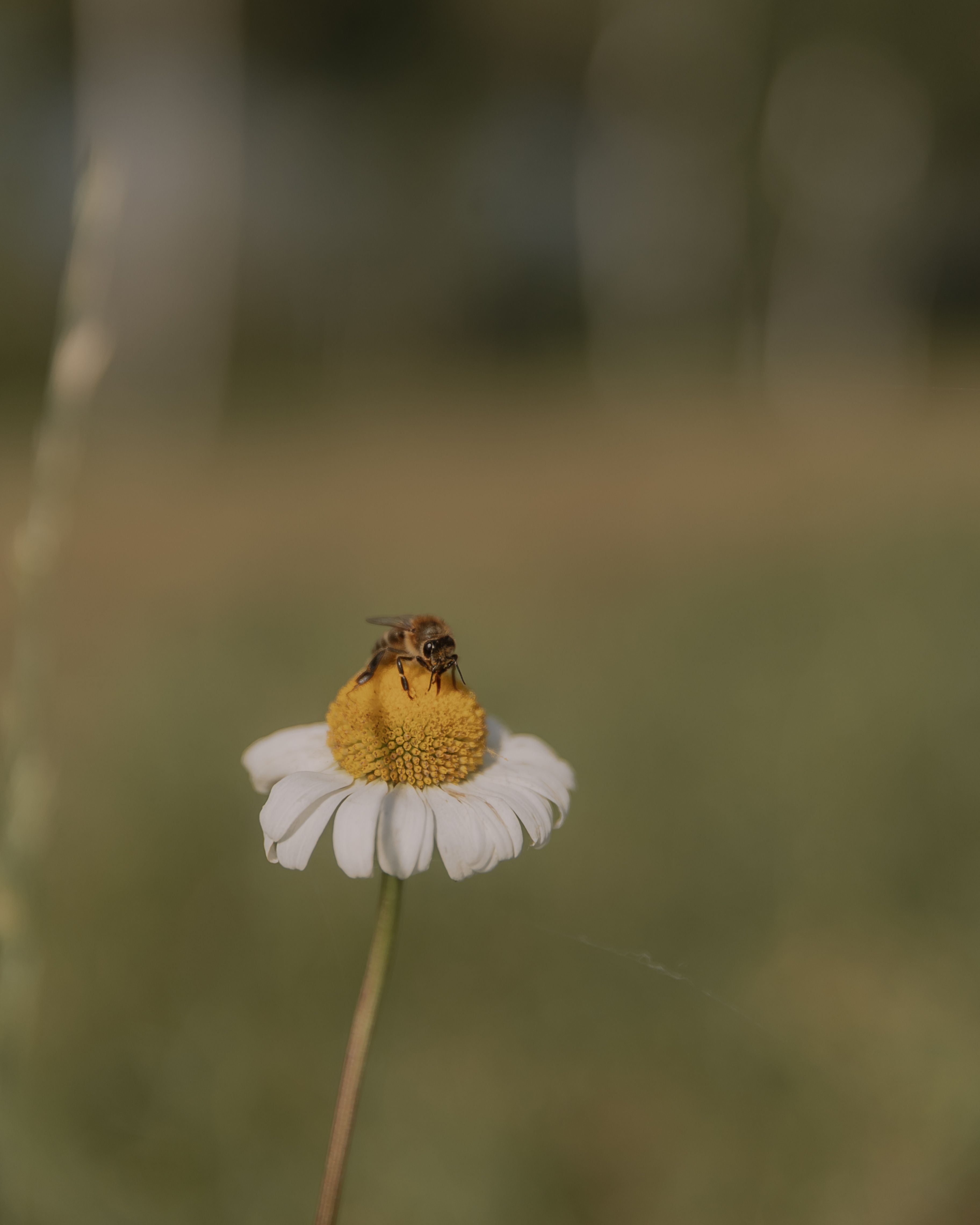 Bee Melvnin Photos, Download The BEST Free Bee Melvnin Stock Photos ...