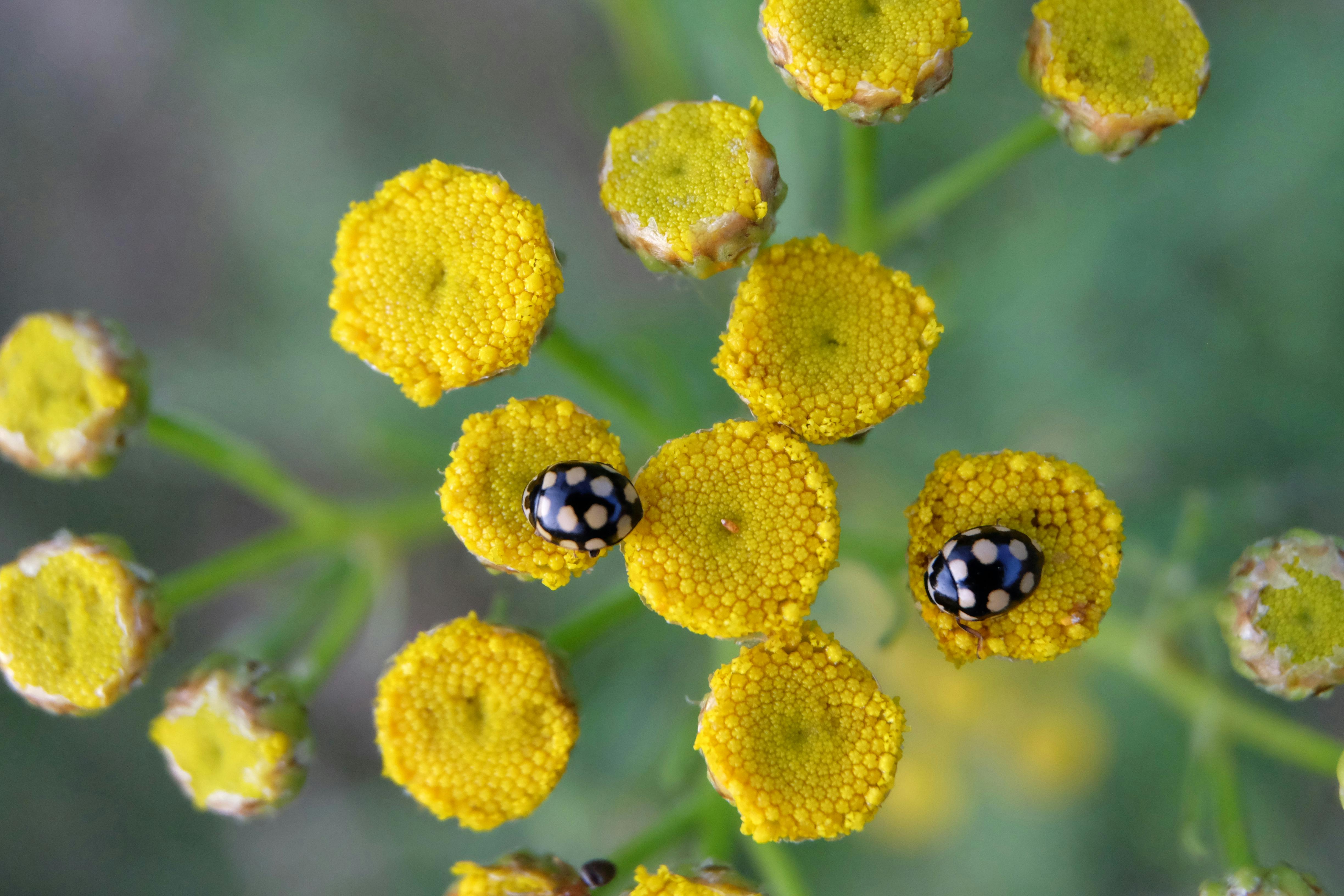Close up of Bugs on Yellow Flowers · Free Stock Photo