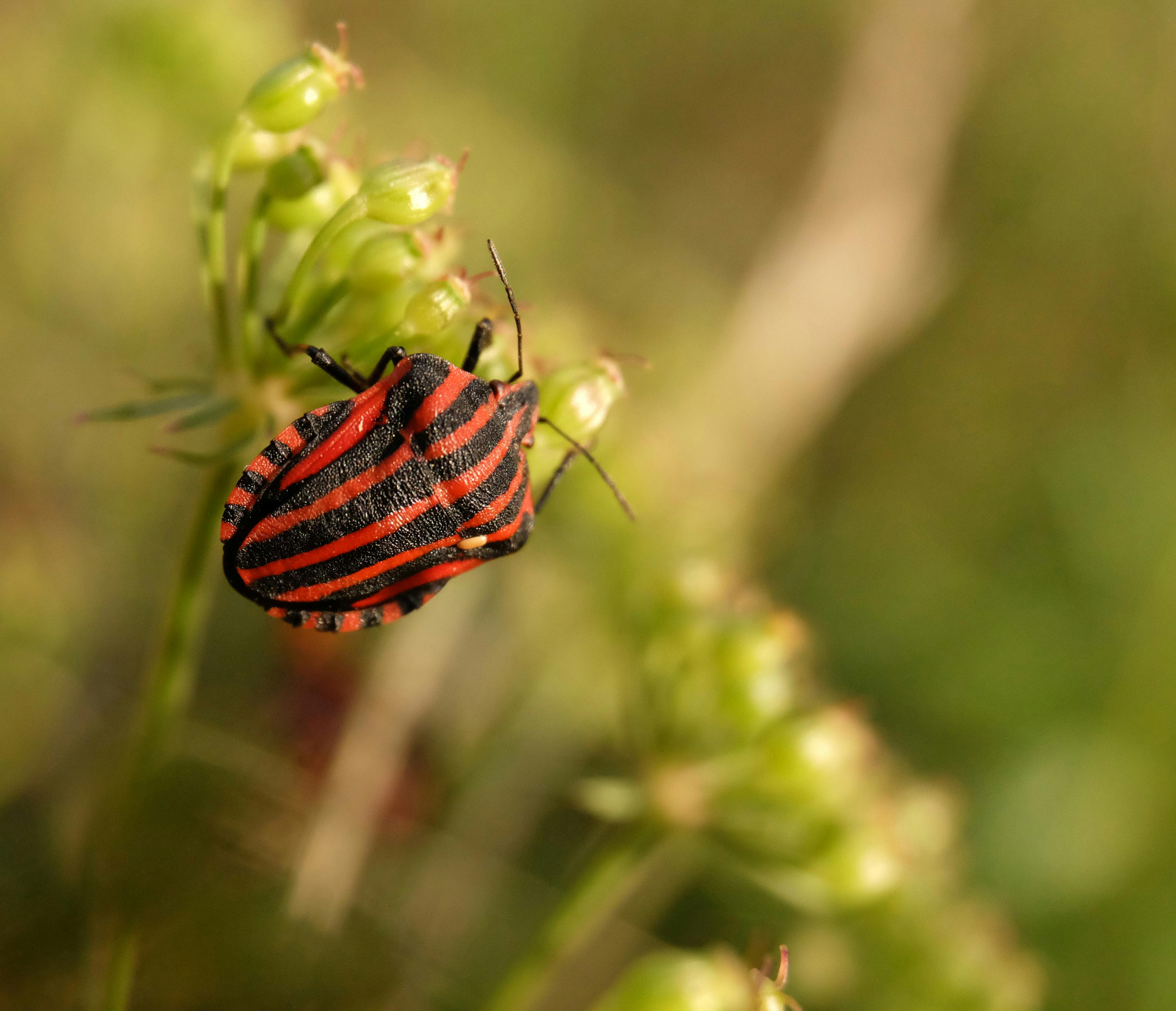 Bugs Plants Photos, Download The BEST Free Bugs Plants Stock Photos ... Bugs Plants Photos, Download The BEST Free Bugs Plants Stock Photos ...