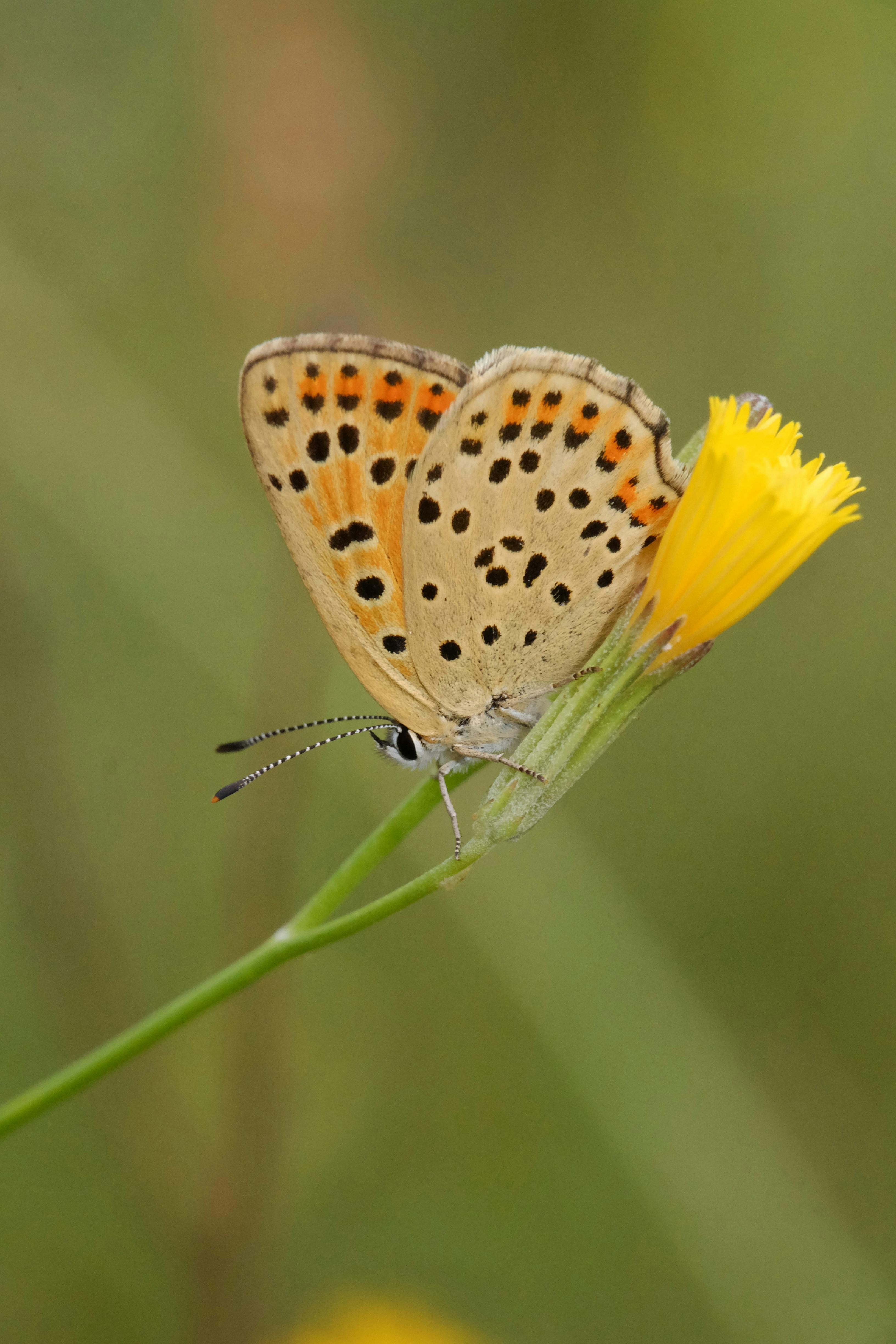 Bunch Of Butterfly Photos, Download The BEST Free Bunch Of Butterfly ...