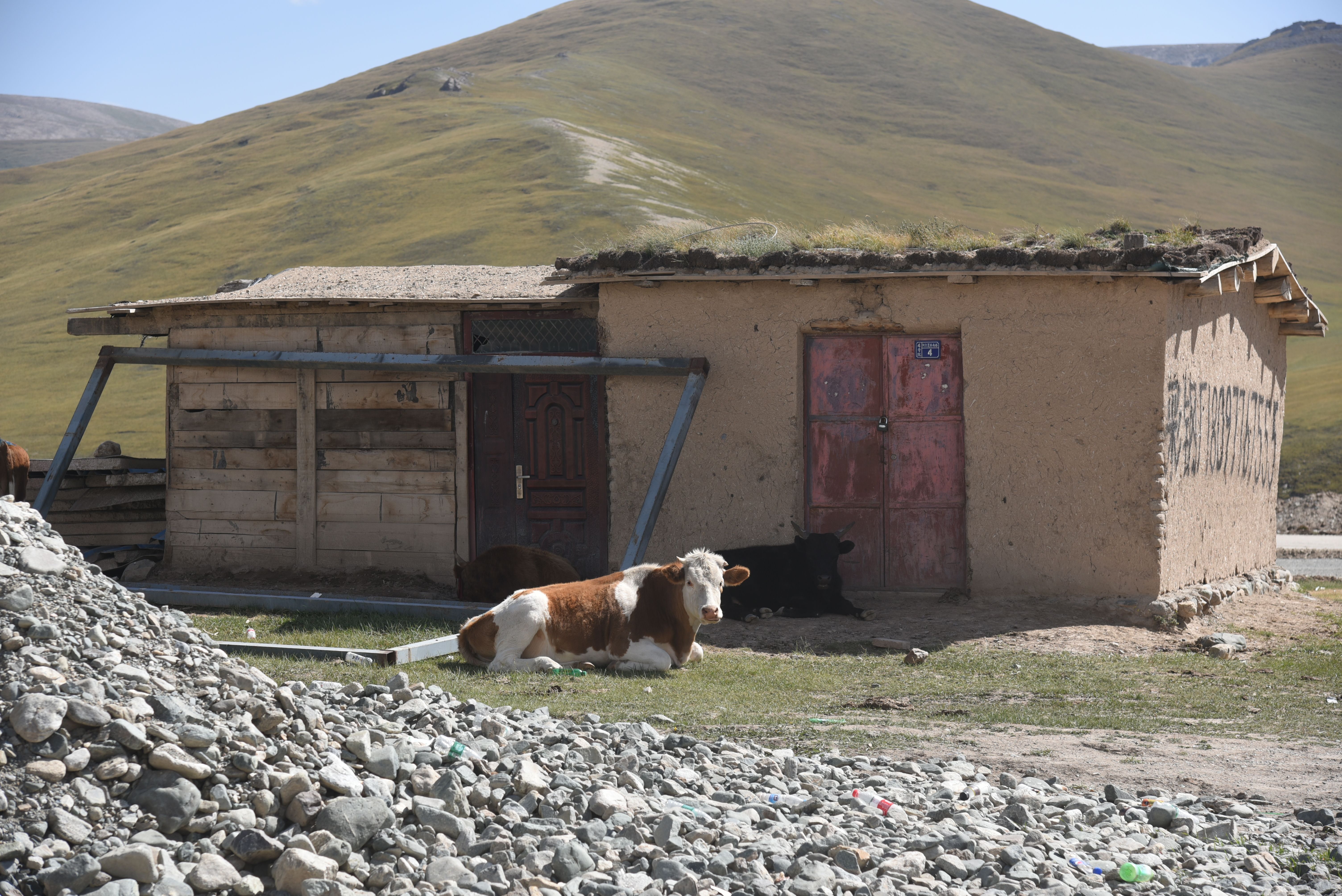 House Cow Photos, Download The BEST Free House Cow Stock Photos & HD Images