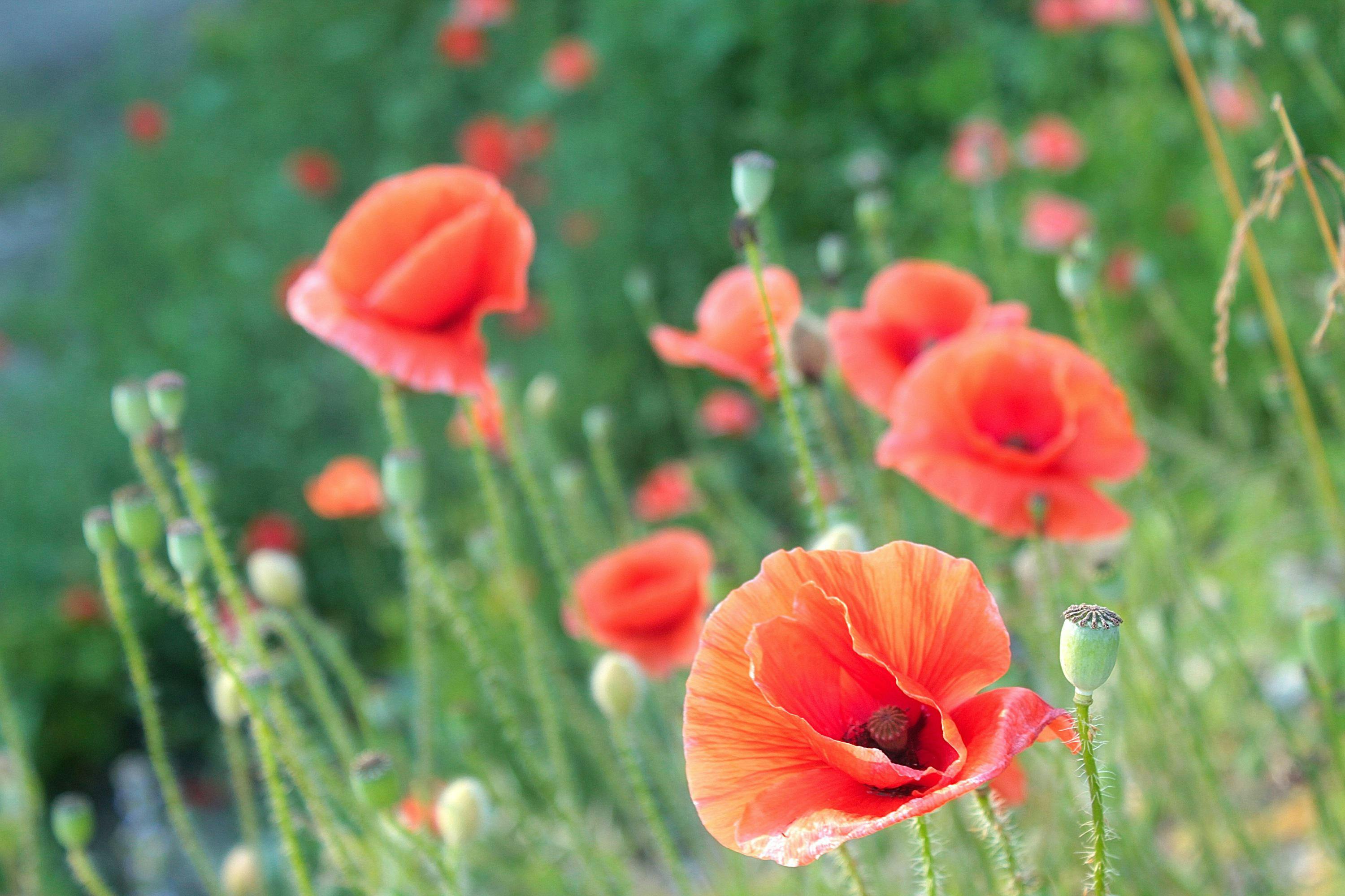 Red Poppy Flowers Photos, Download The BEST Free Red Poppy Flowers ...