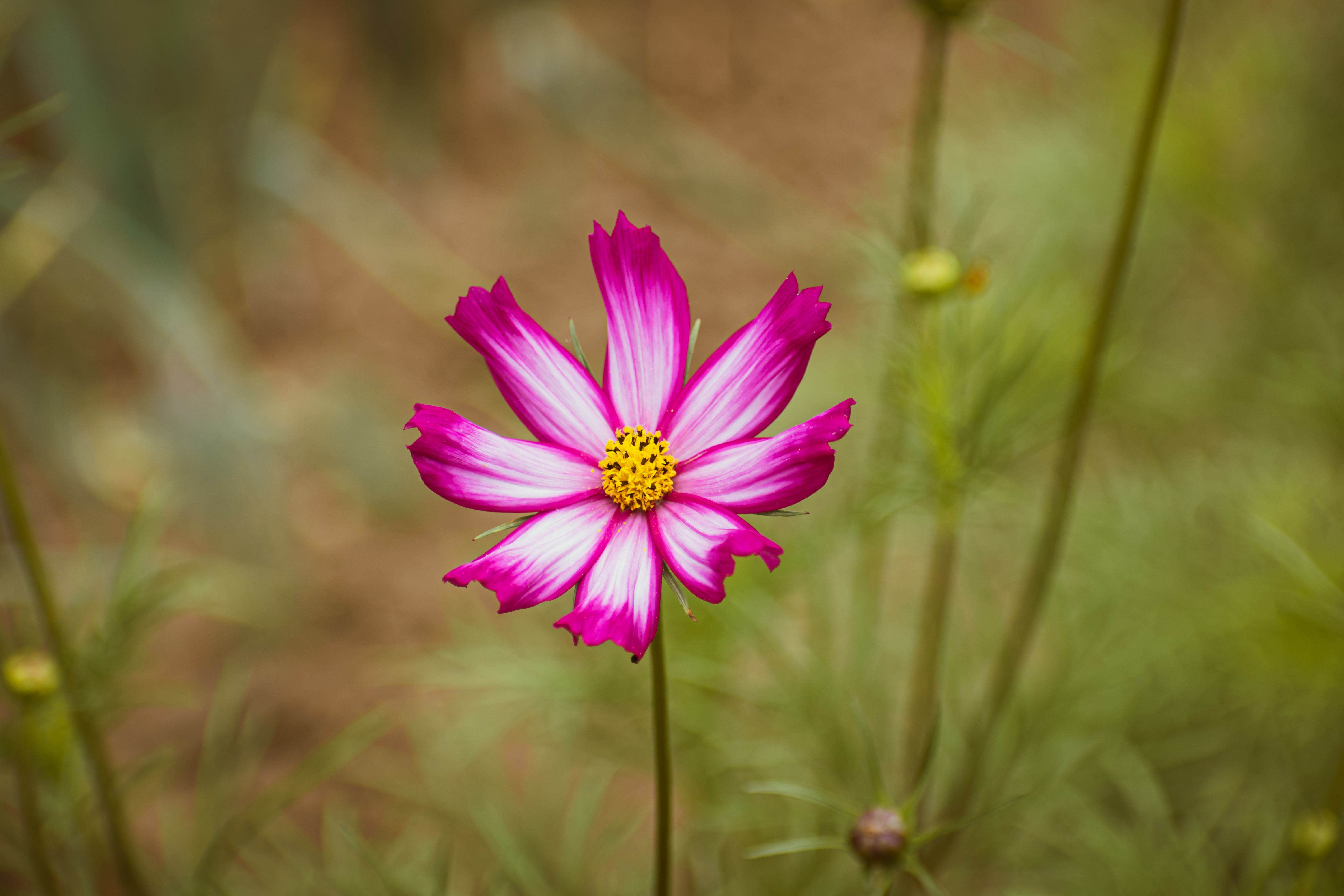 Cosmea Blume Photos, Download The BEST Free Cosmea Blume Stock Photos ...