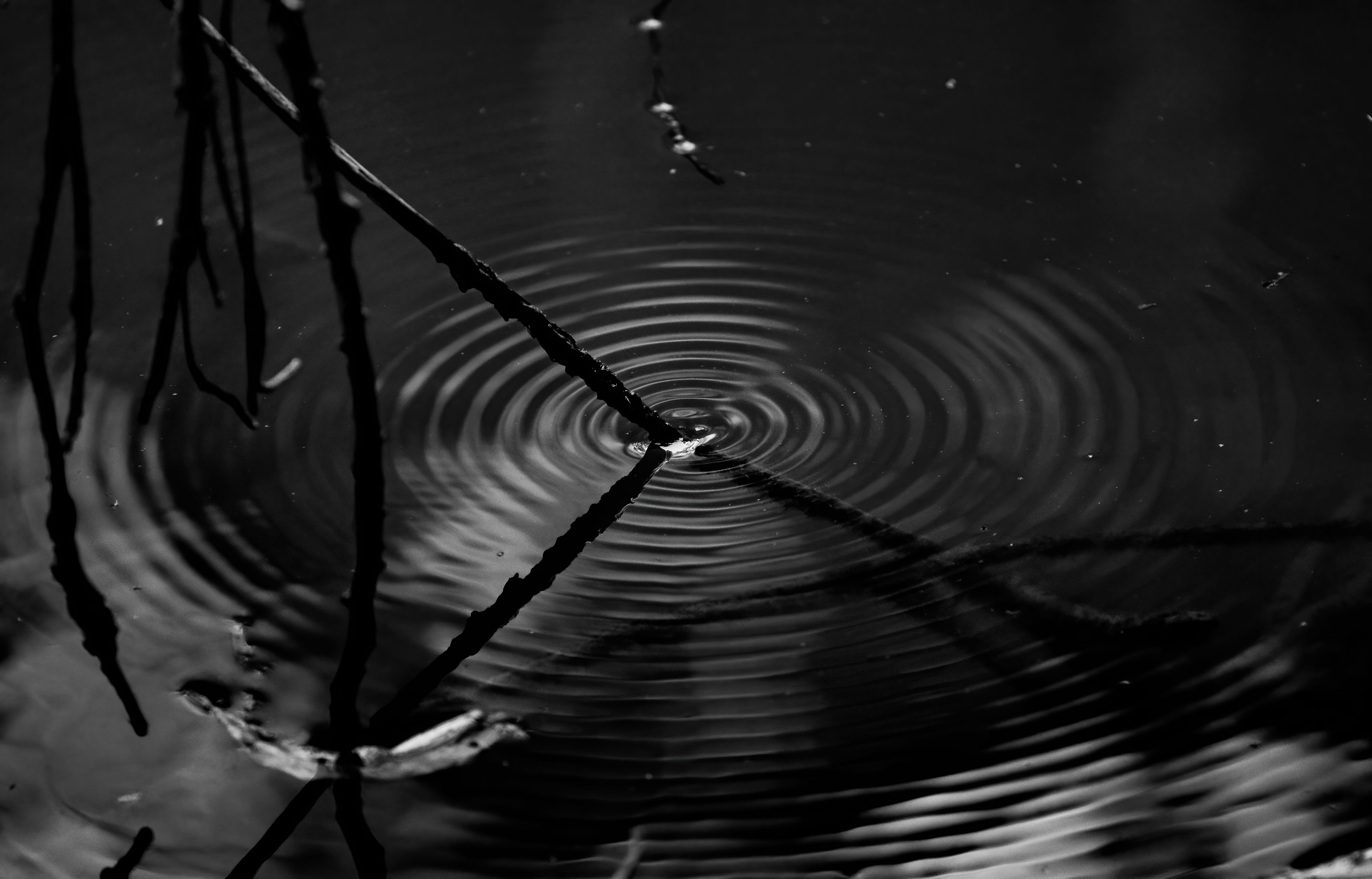5,000+ Best Stick Photos · 100% Free Download · Pexels Stock Photos