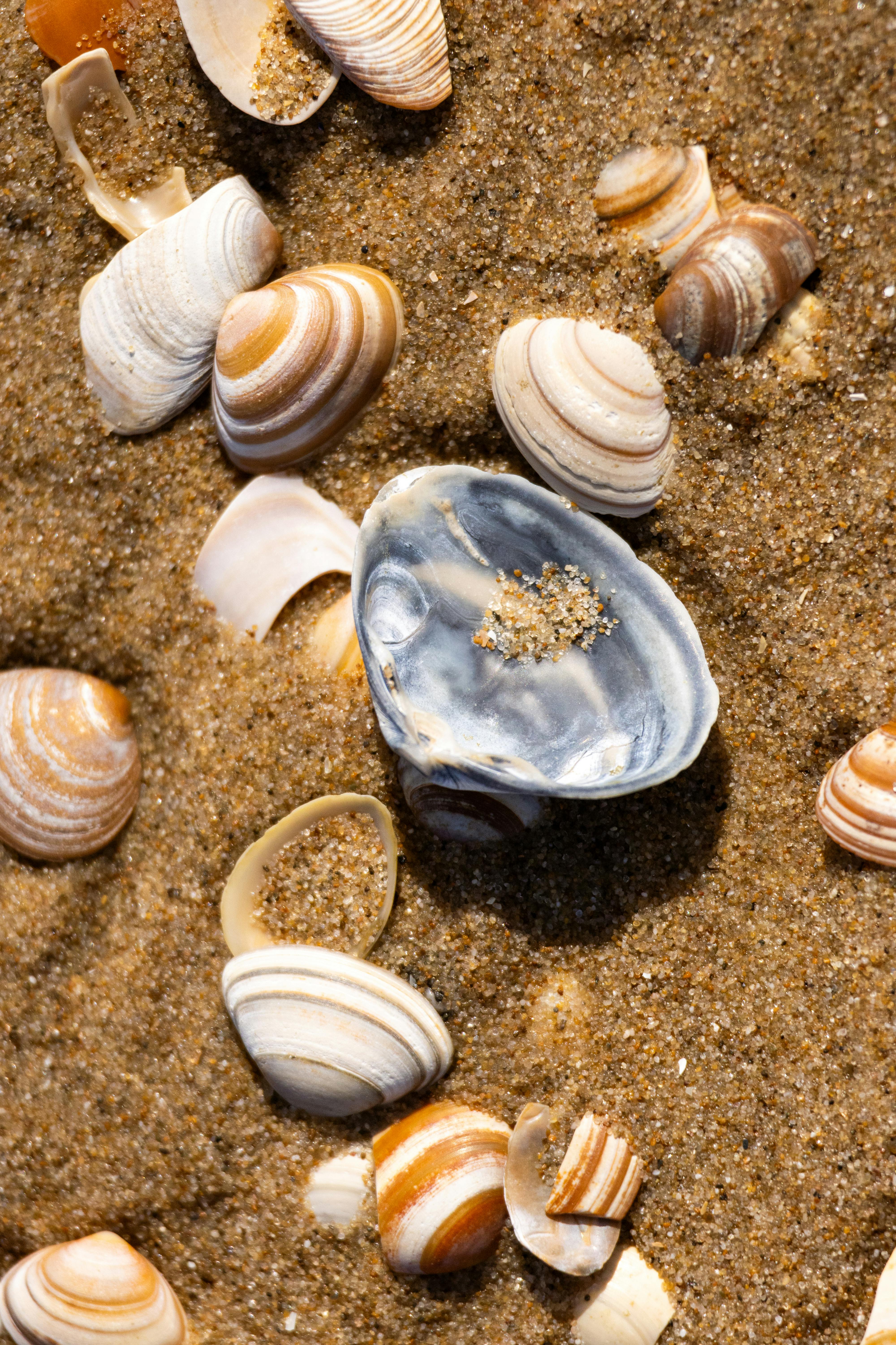 Shells on a Beach · Free Stock Photo