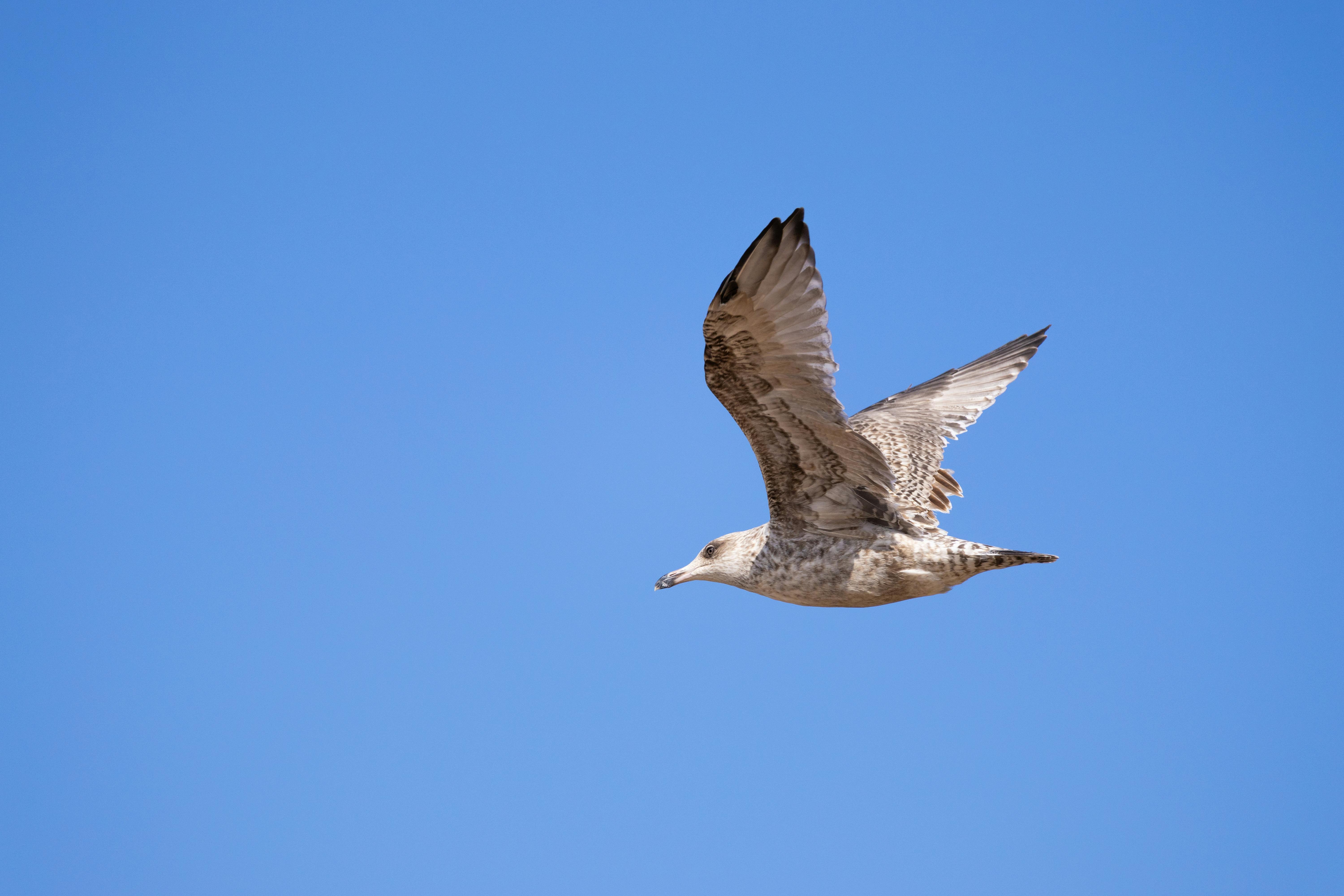 View of a Flying Bat · Free Stock Photo