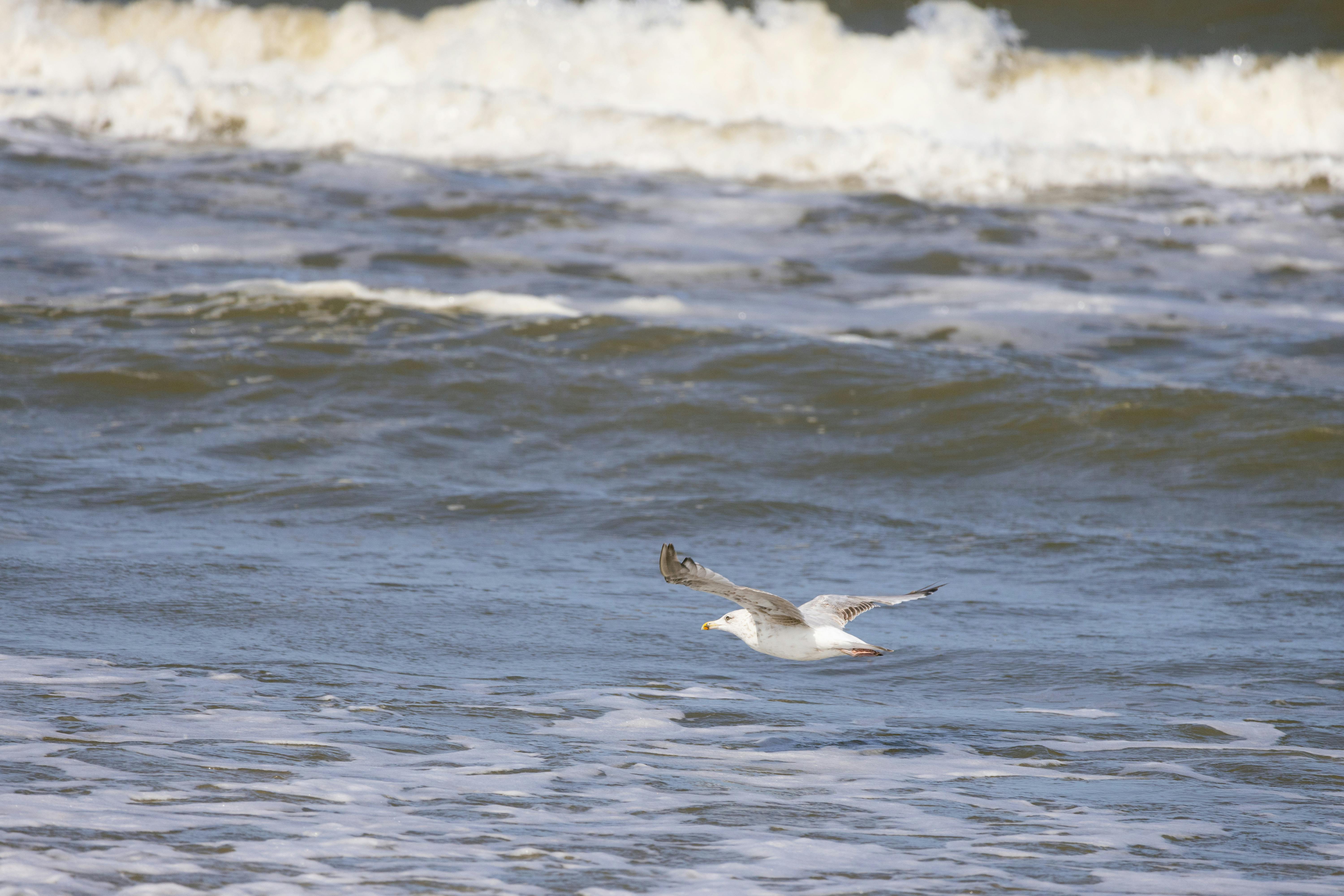 White Albatros Flying over Body of Water · Free Stock Photo