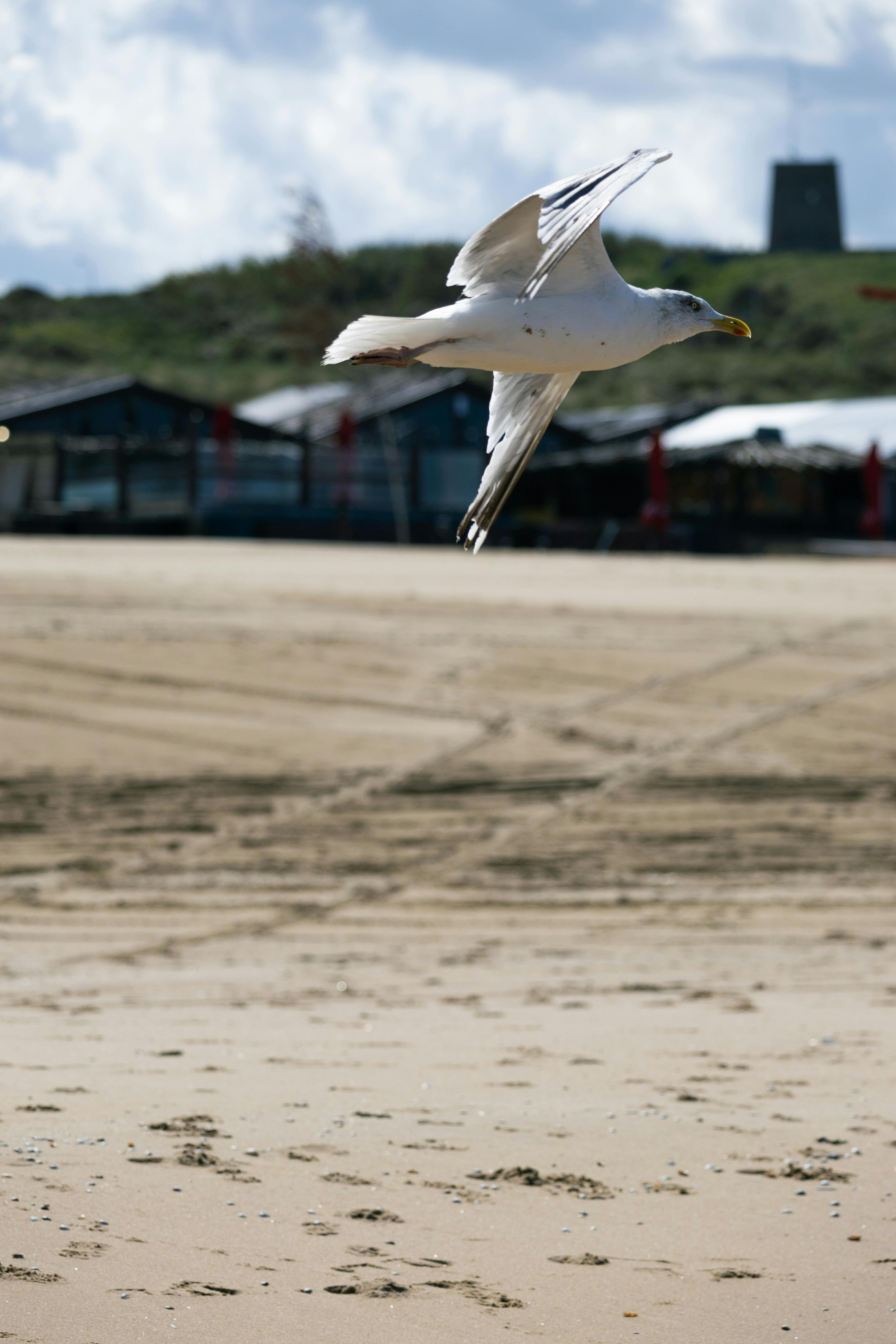 Seagulls Flying Above Beach · Free Stock Photo