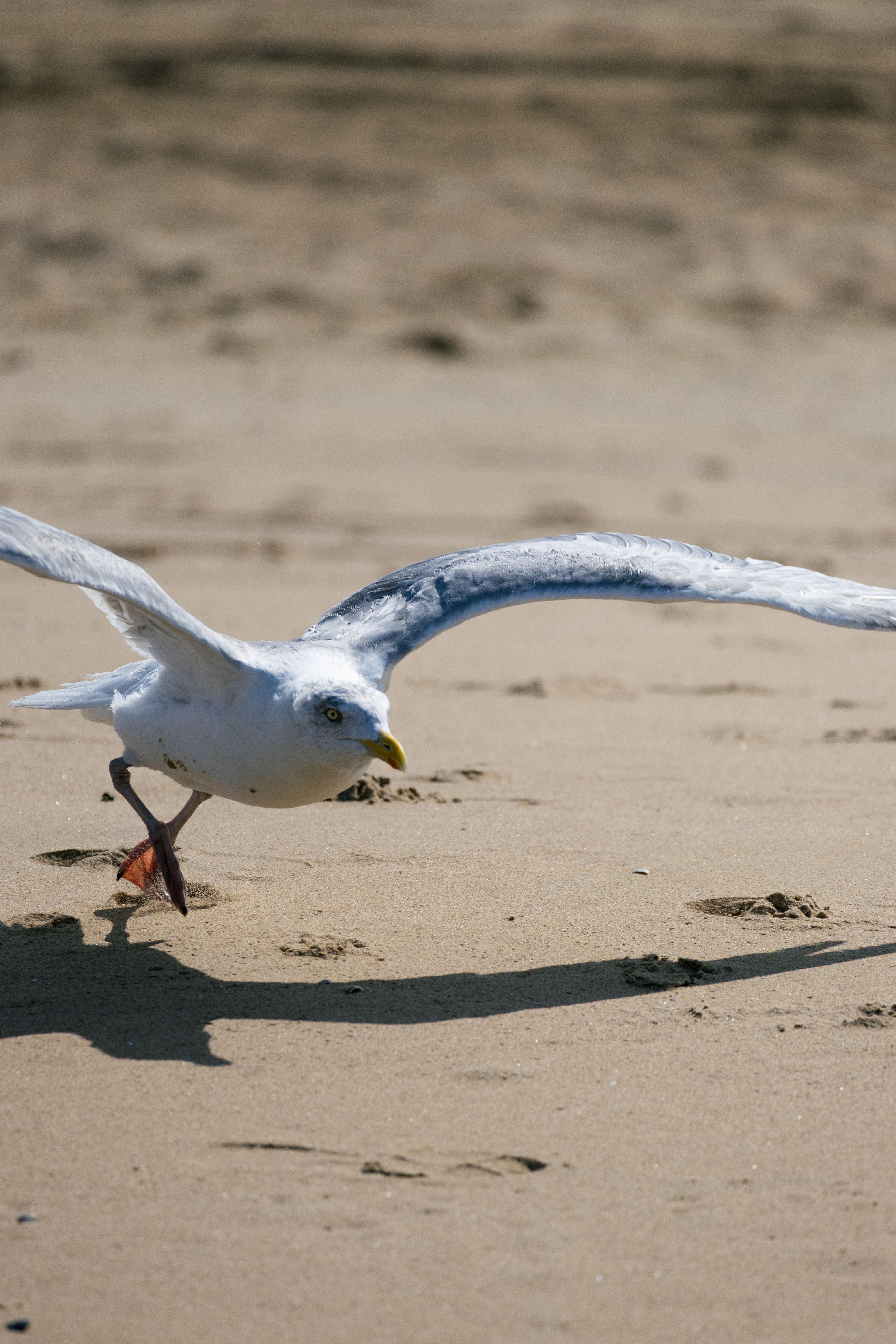 Seagulls on Beach · Free Stock Photo