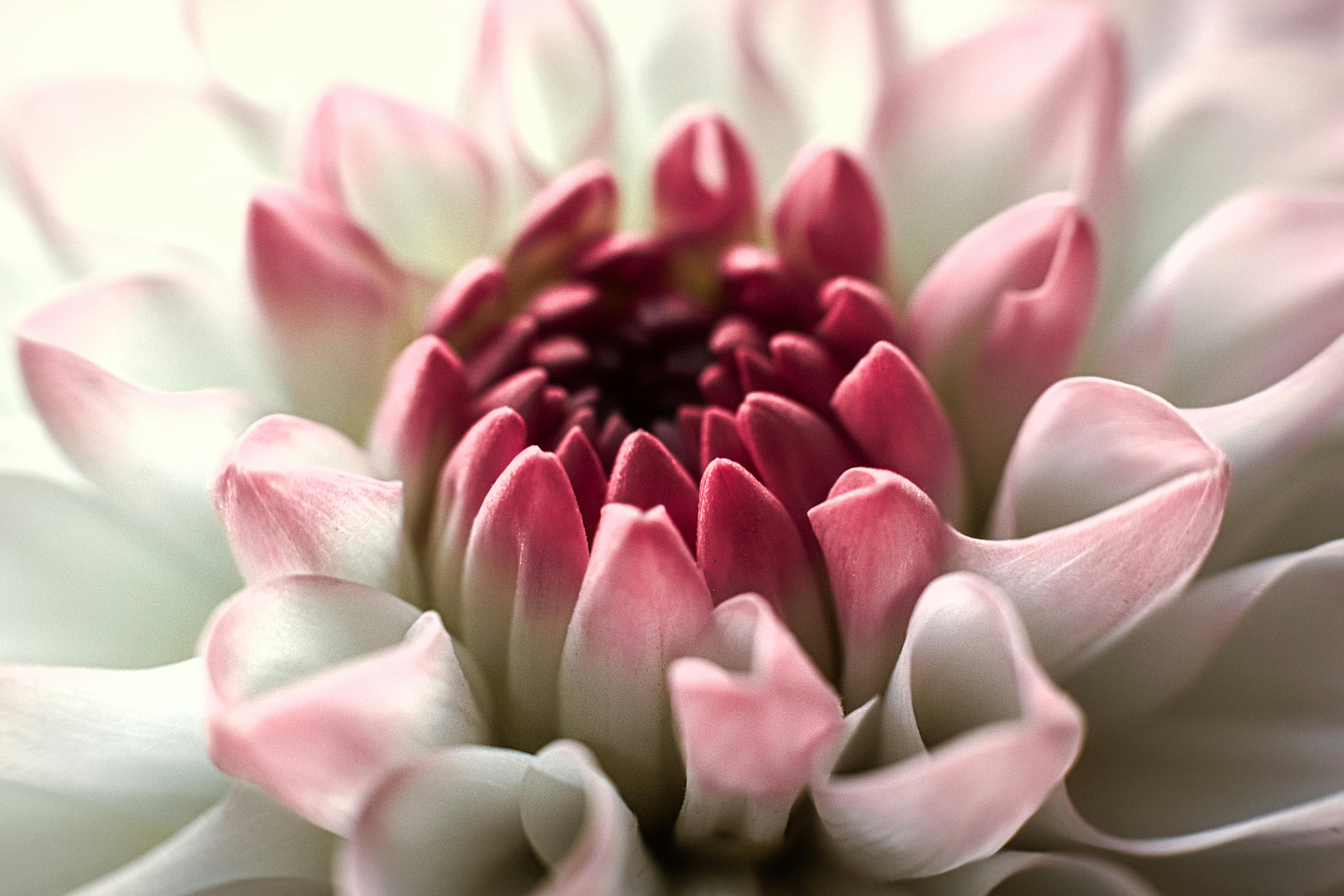 Kitty And Flower Petals Photos, Download The BEST Free Kitty And Flower ...