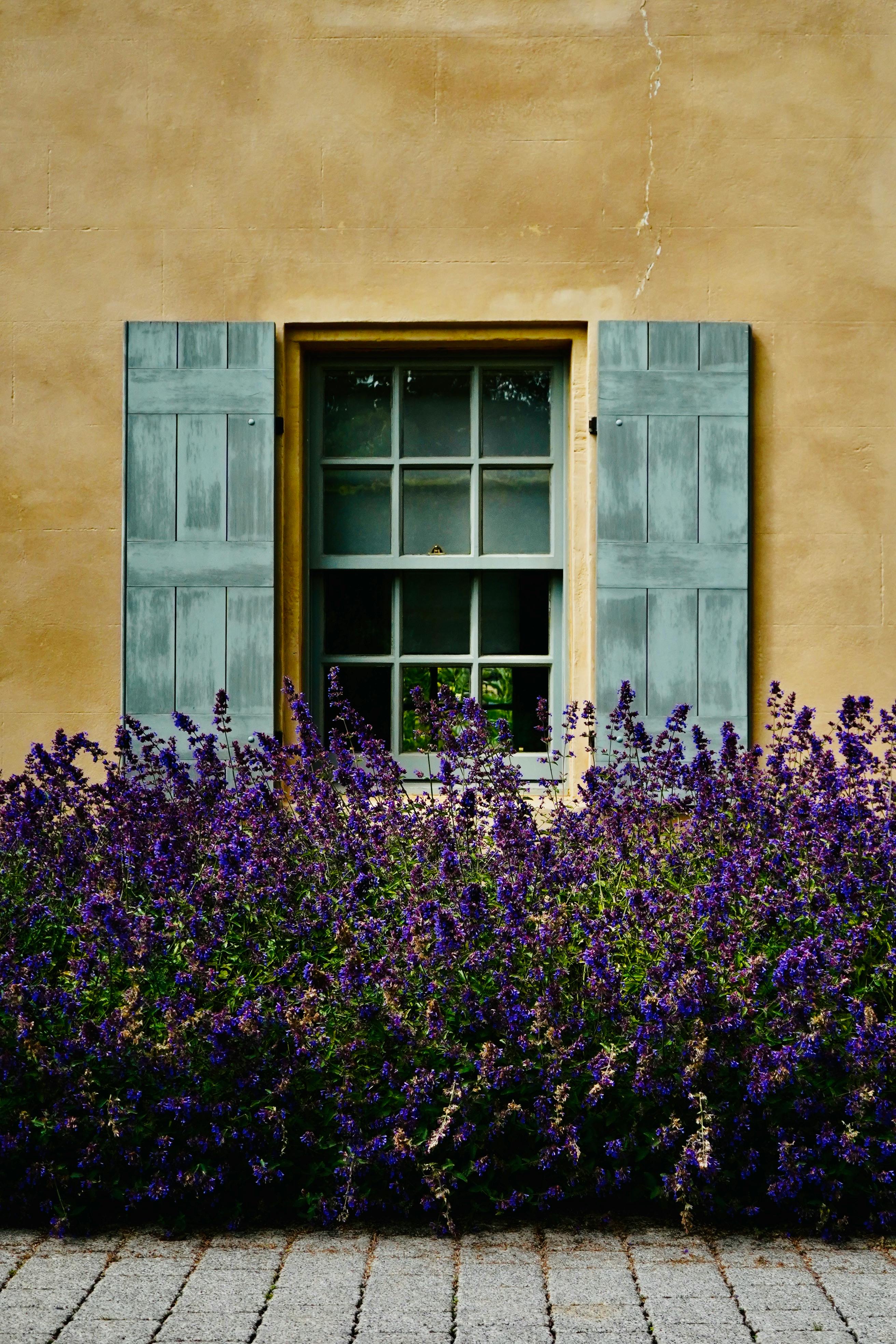 Lavender Window with Shutters · Free Stock Photo