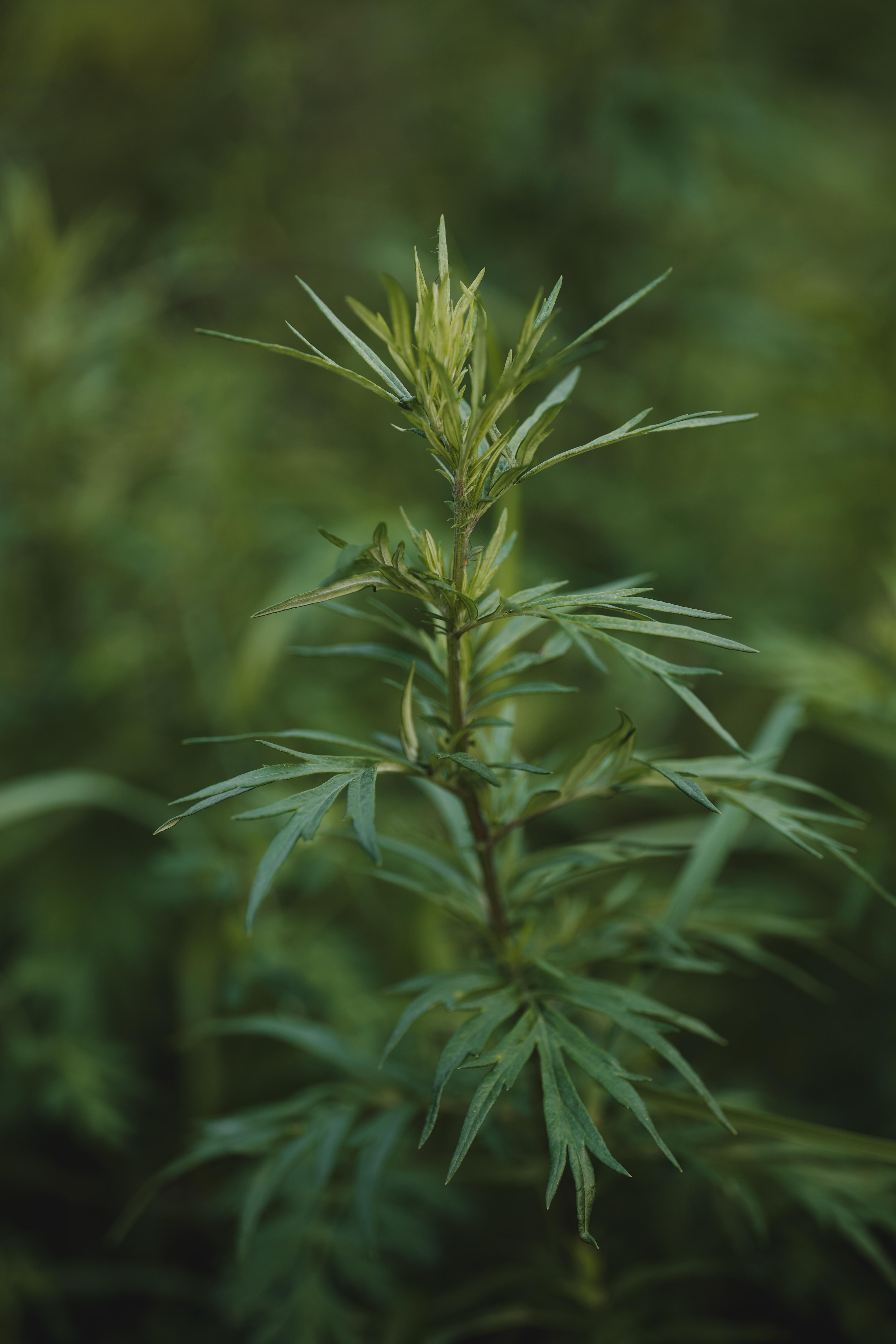 Close-up Photo of a Mugwort Plant · Free Stock Photo