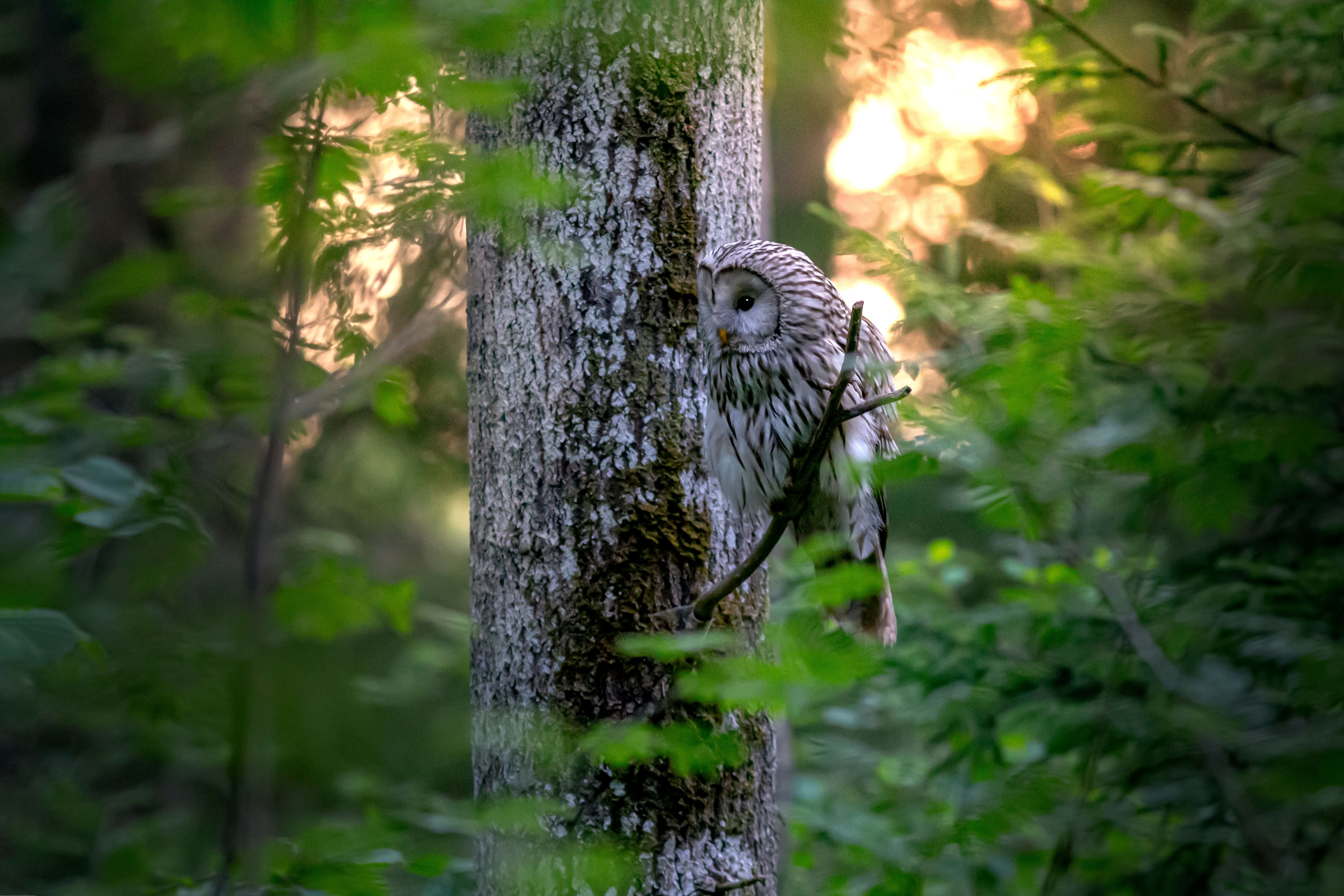 A barred owl peeks out from behind a tree · Free Stock Photo