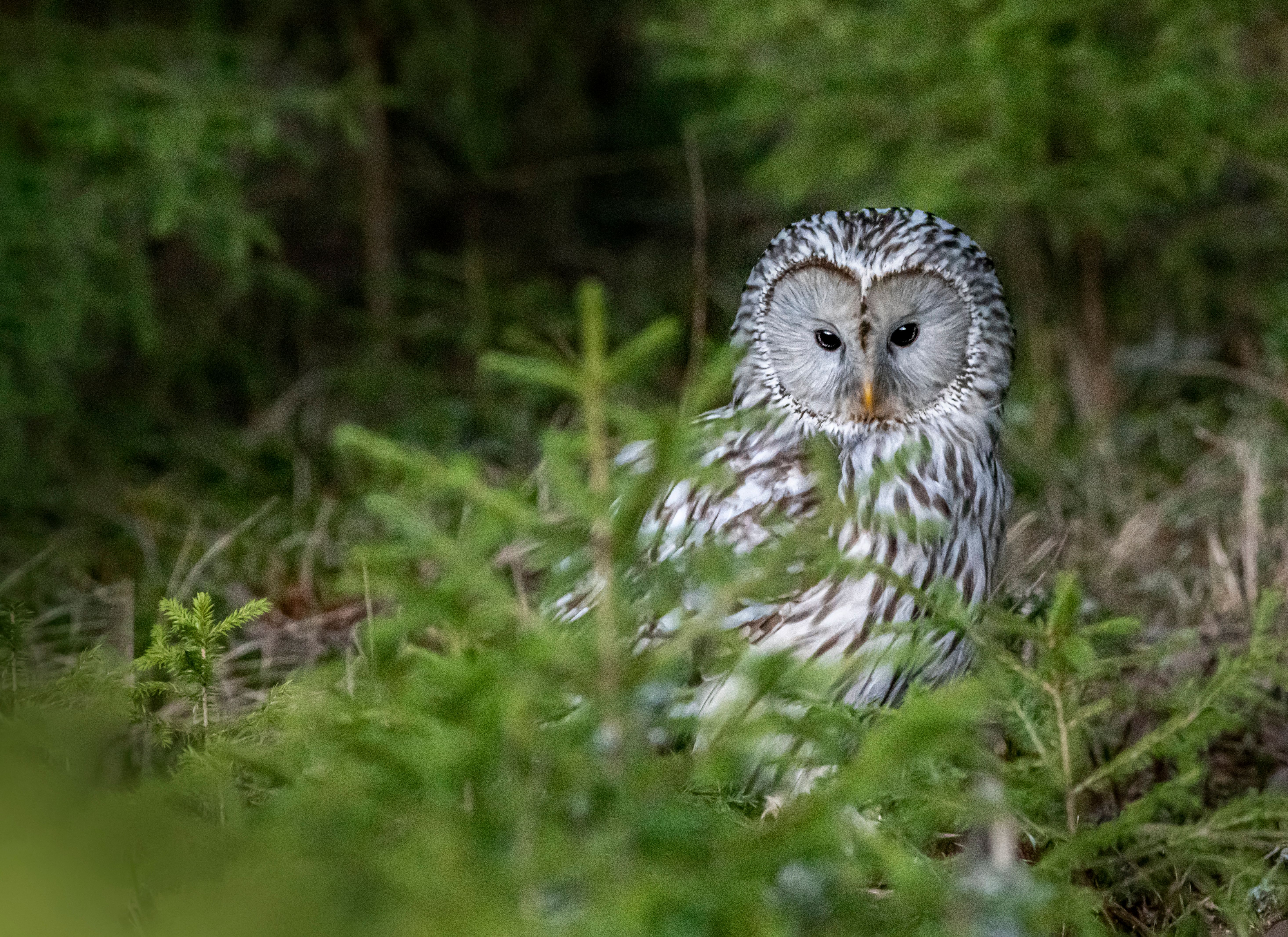 A small owl sitting in the middle of the forest · Free Stock Photo