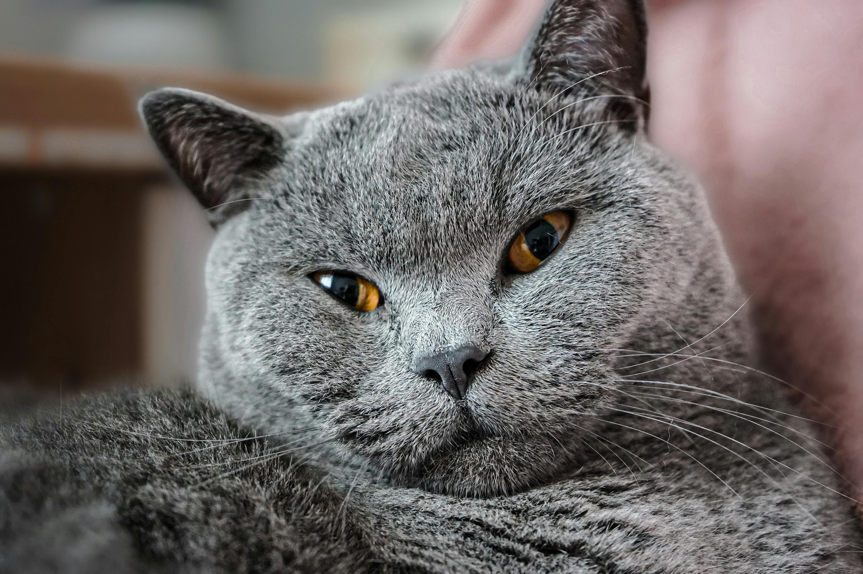Close-up of Cute Grey Cat · Free Stock Photo