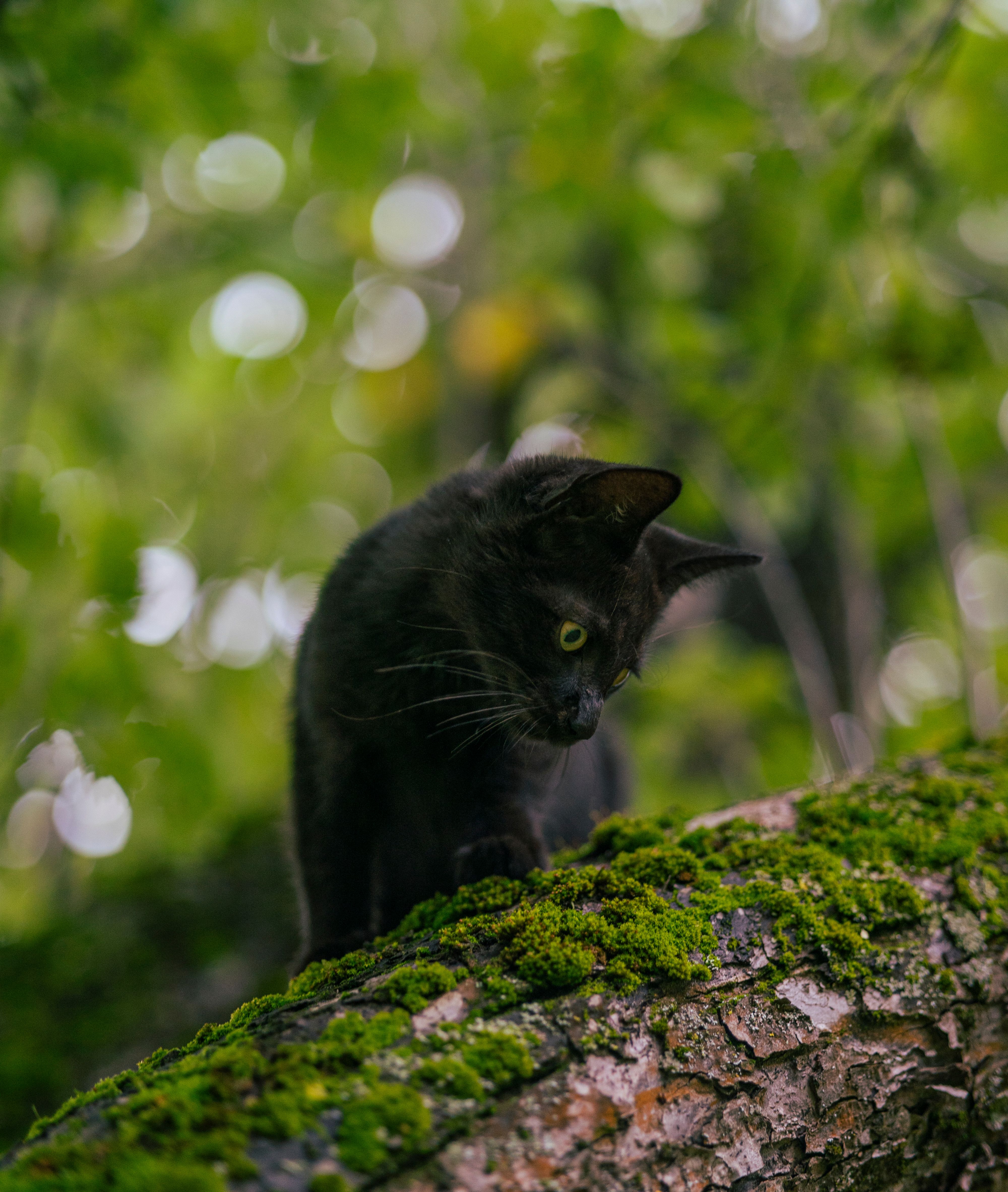 Young Black Cat Watching a Tree Trunk Attentively · Free Stock Photo