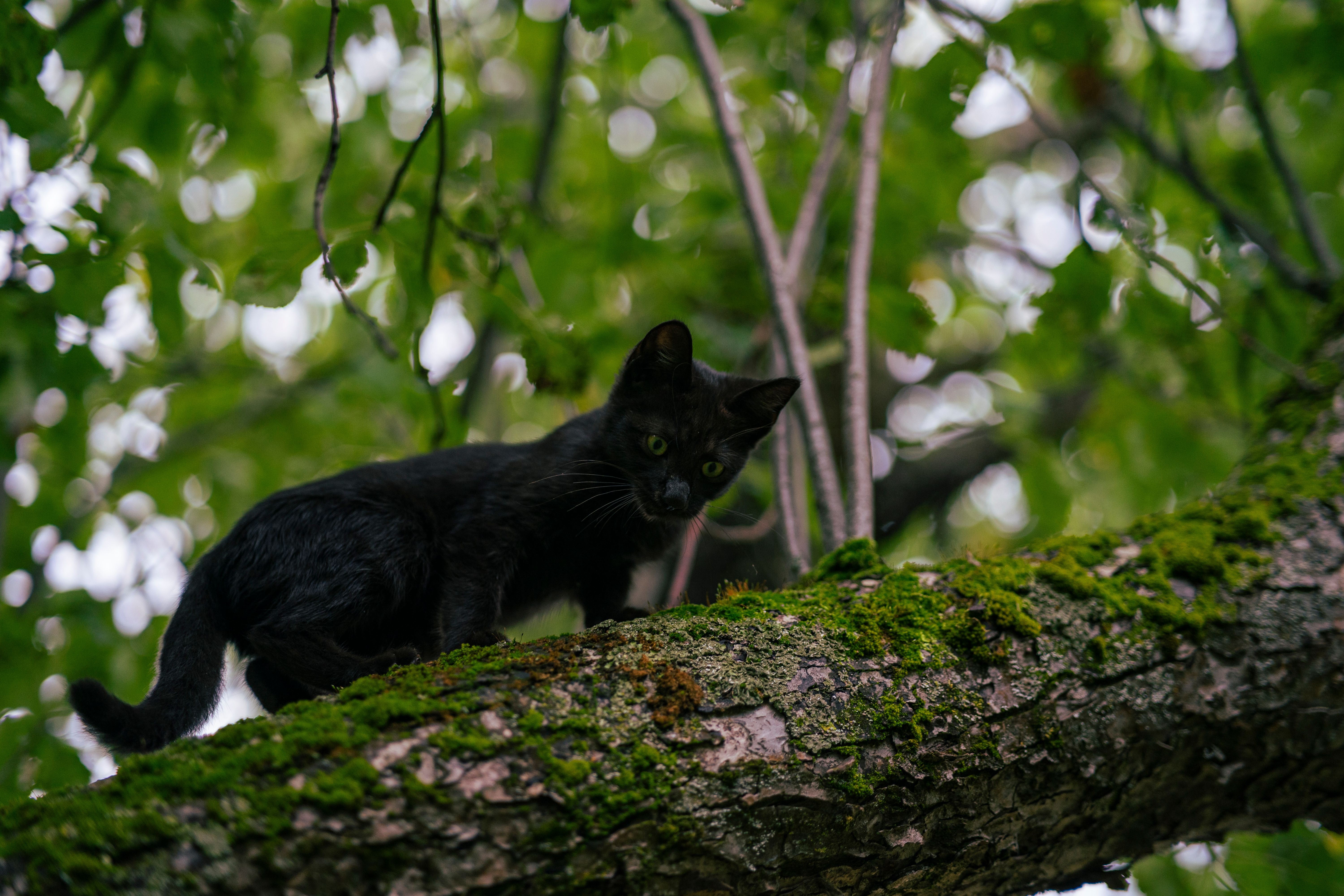 Black Cat on Tree · Free Stock Photo