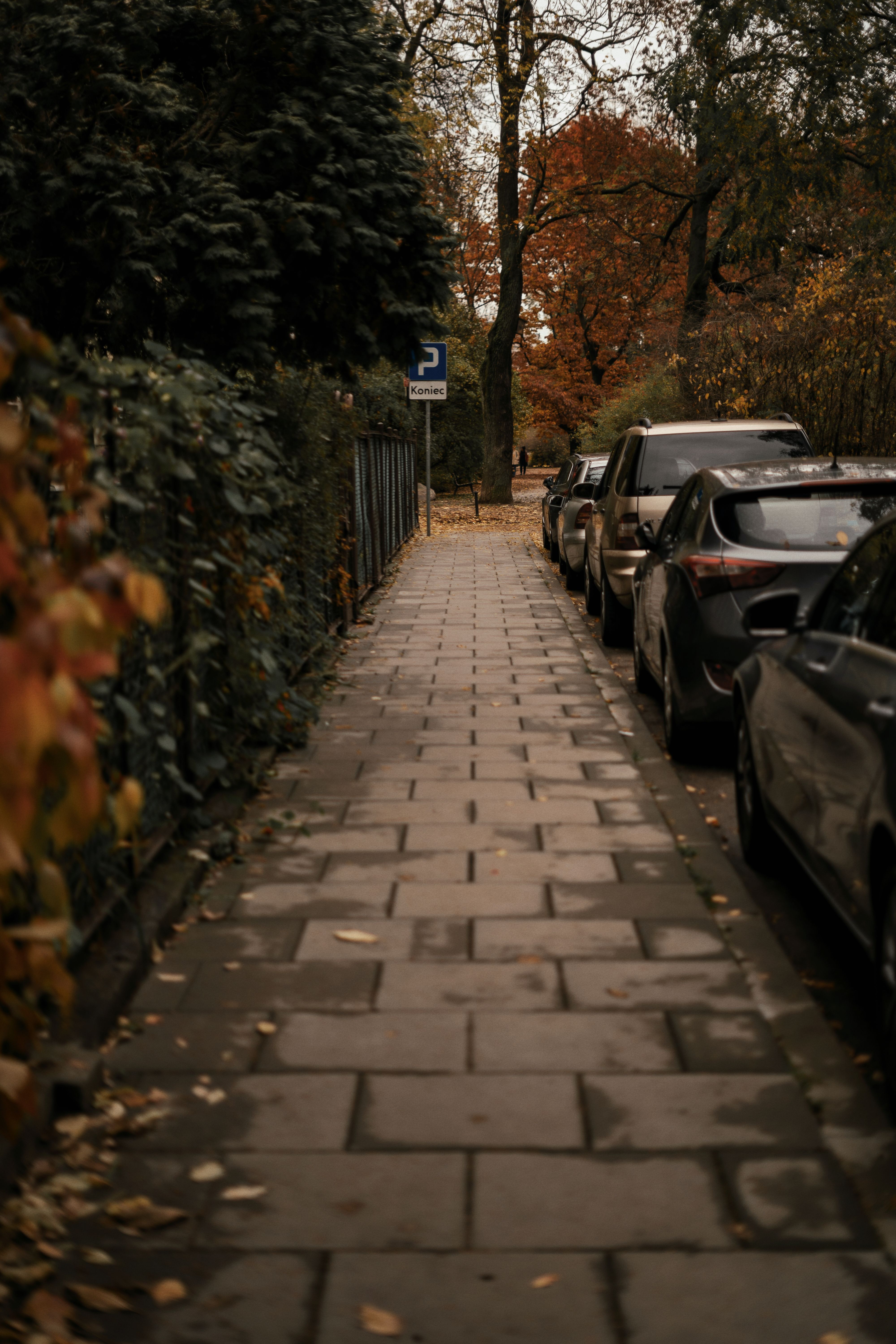 Pavement near Park on Fall City Street · Free Stock Photo