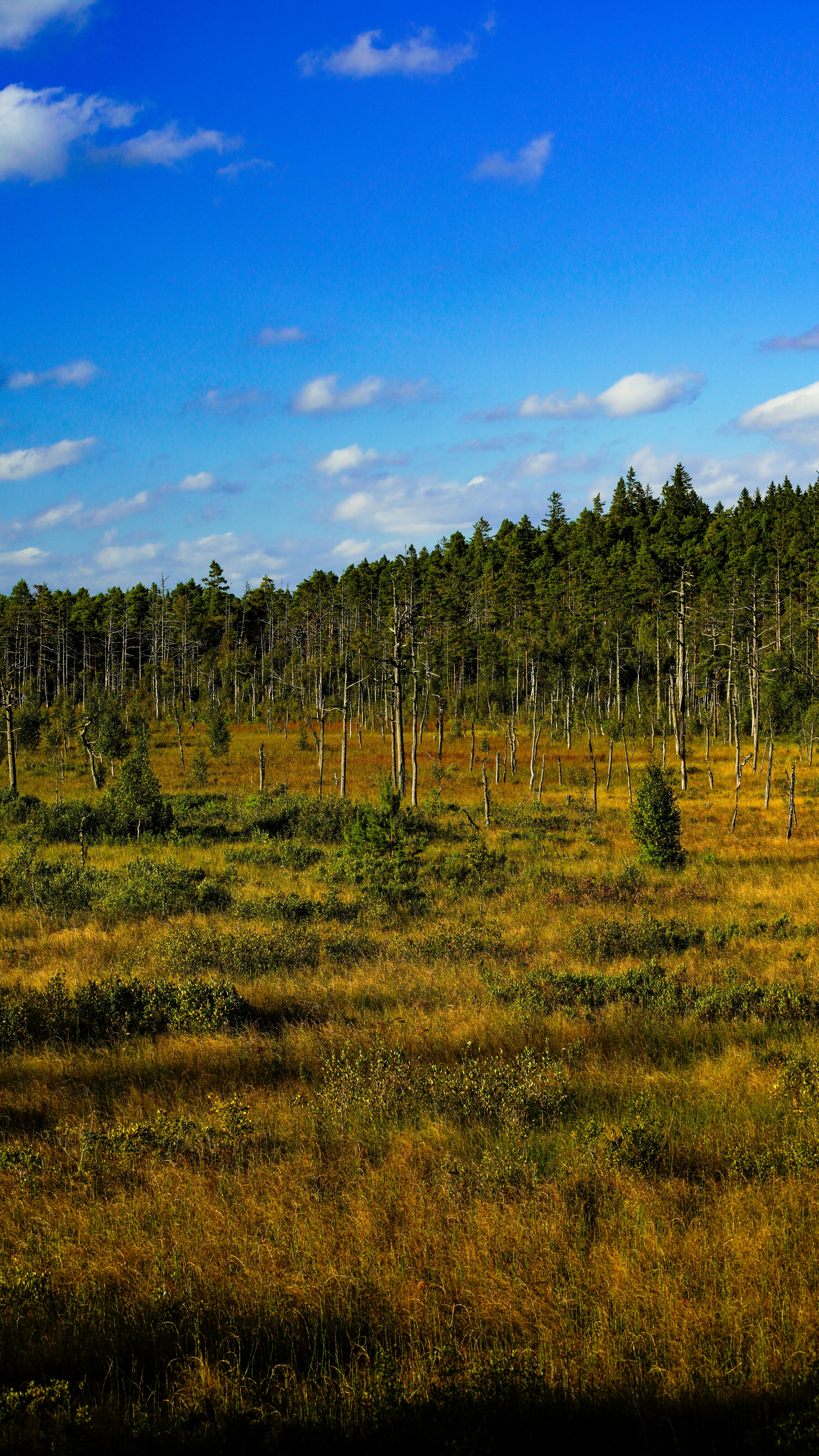 Marshy Landscape near Pine Forest · Free Stock Photo