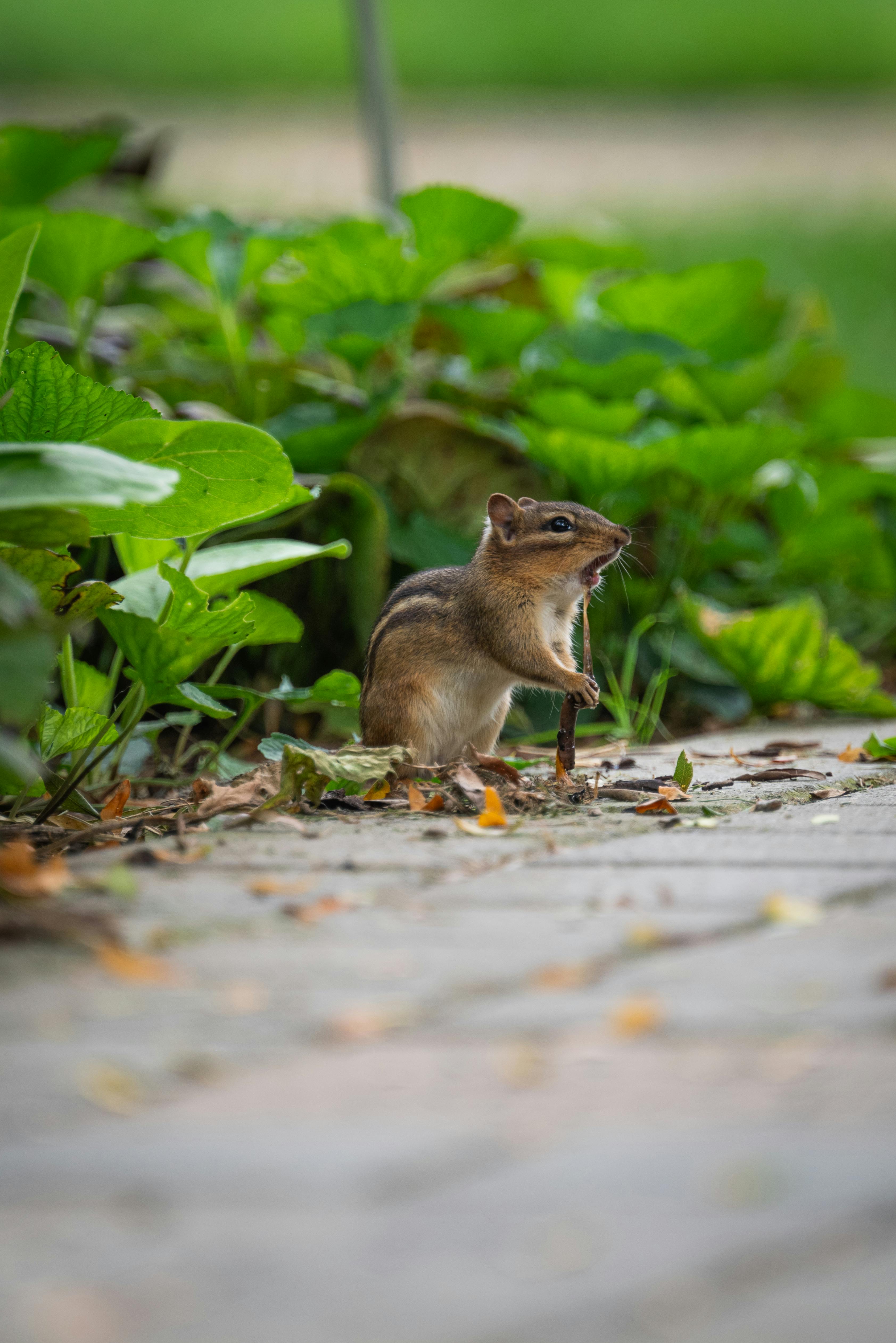 Photo of a Chipmunk on a Walkway · Free Stock Photo