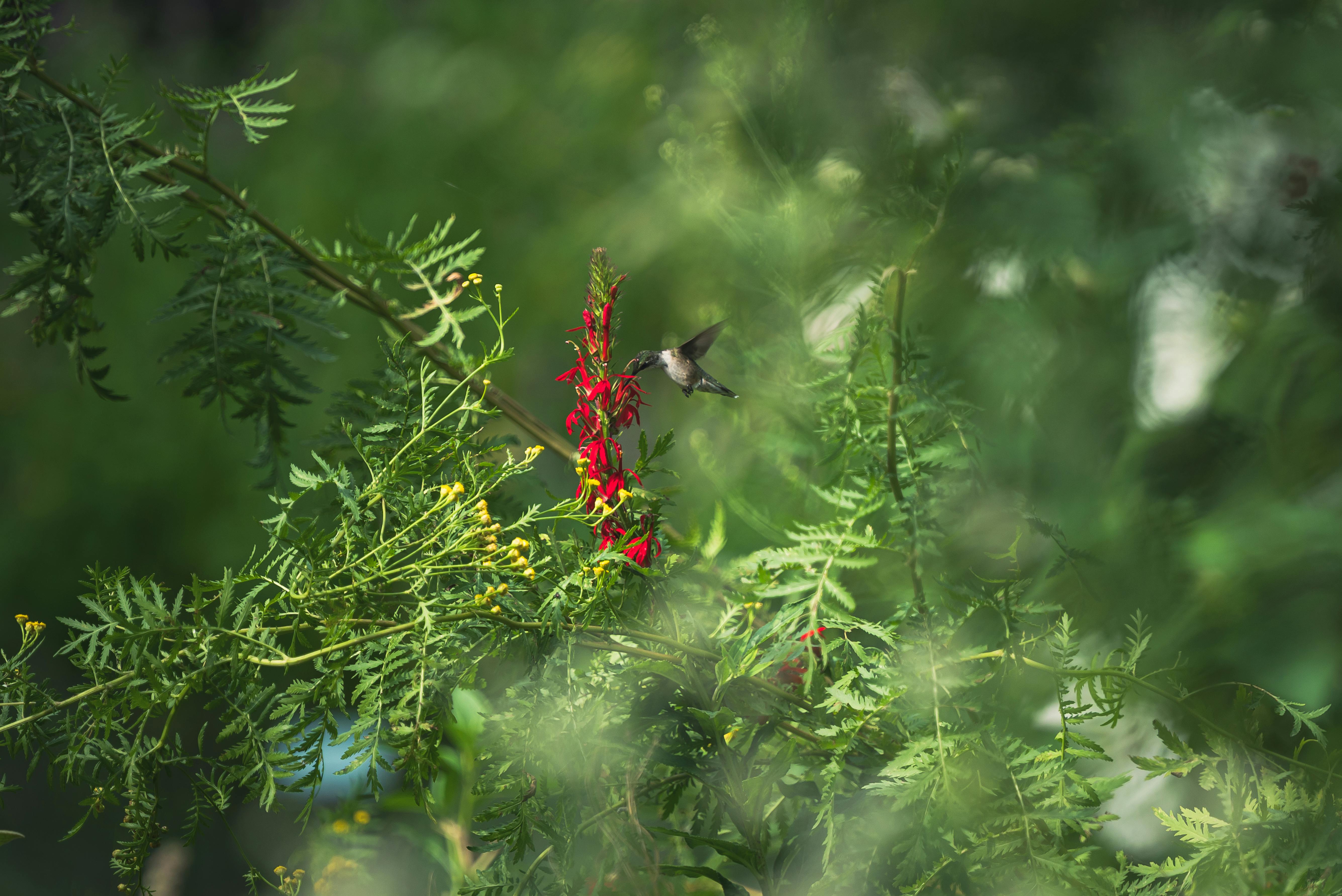 Bird Rights Photos, Download The BEST Free Bird Rights Stock Photos ...