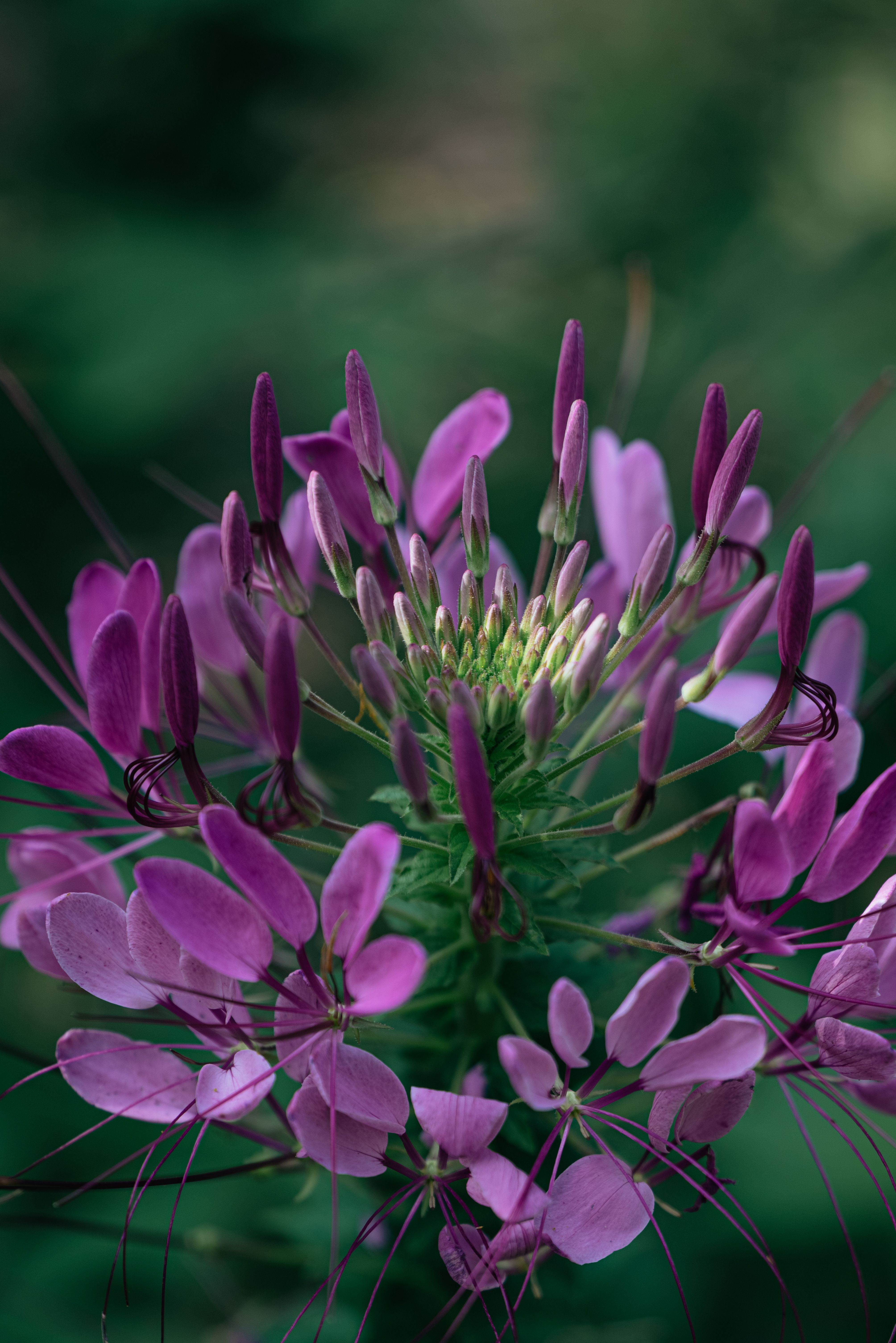 Purple Tinkerbell Photos, Download The BEST Free Purple Tinkerbell ...
