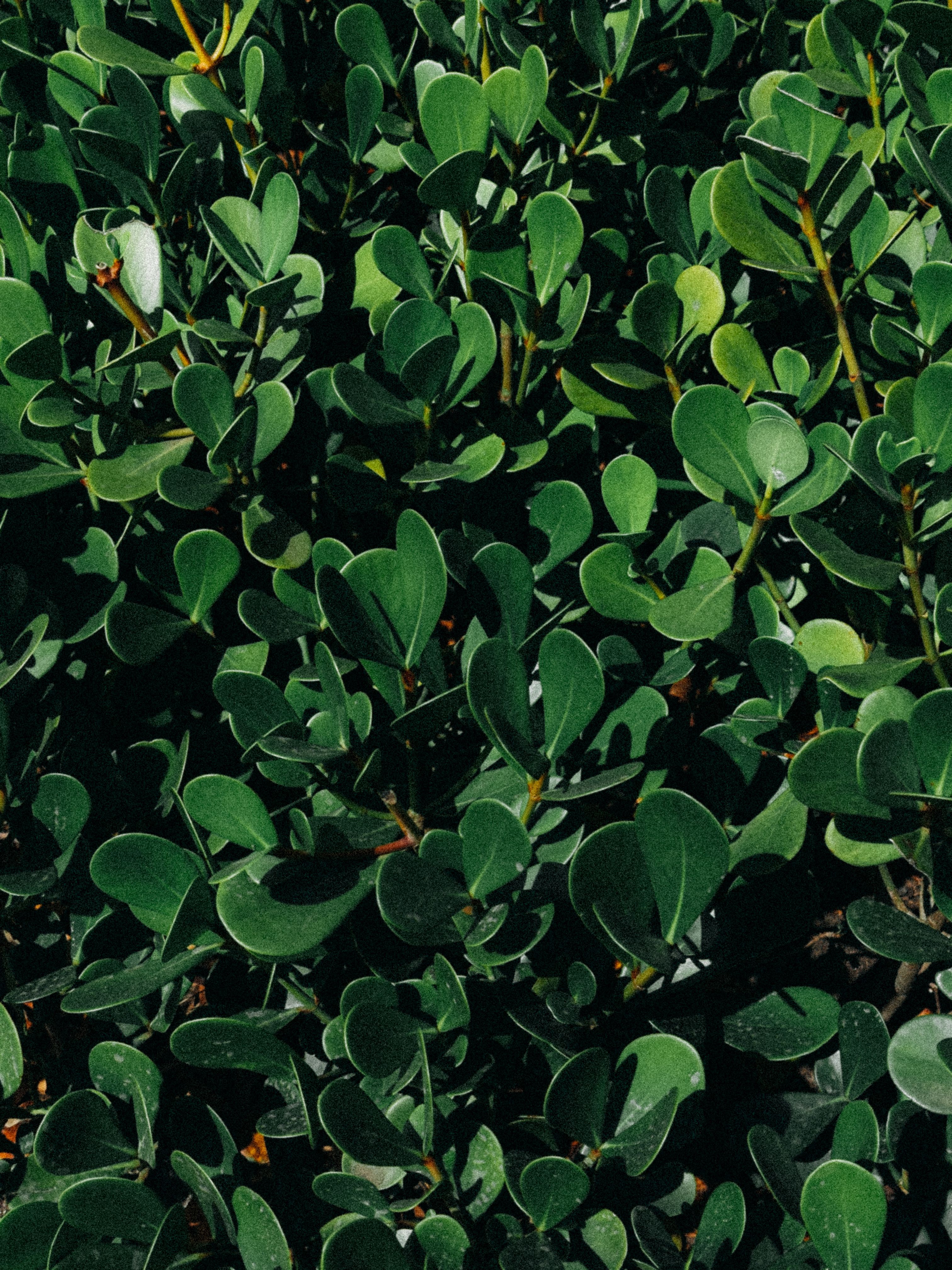 Close-up of Hedge Leaves · Free Stock Photo
