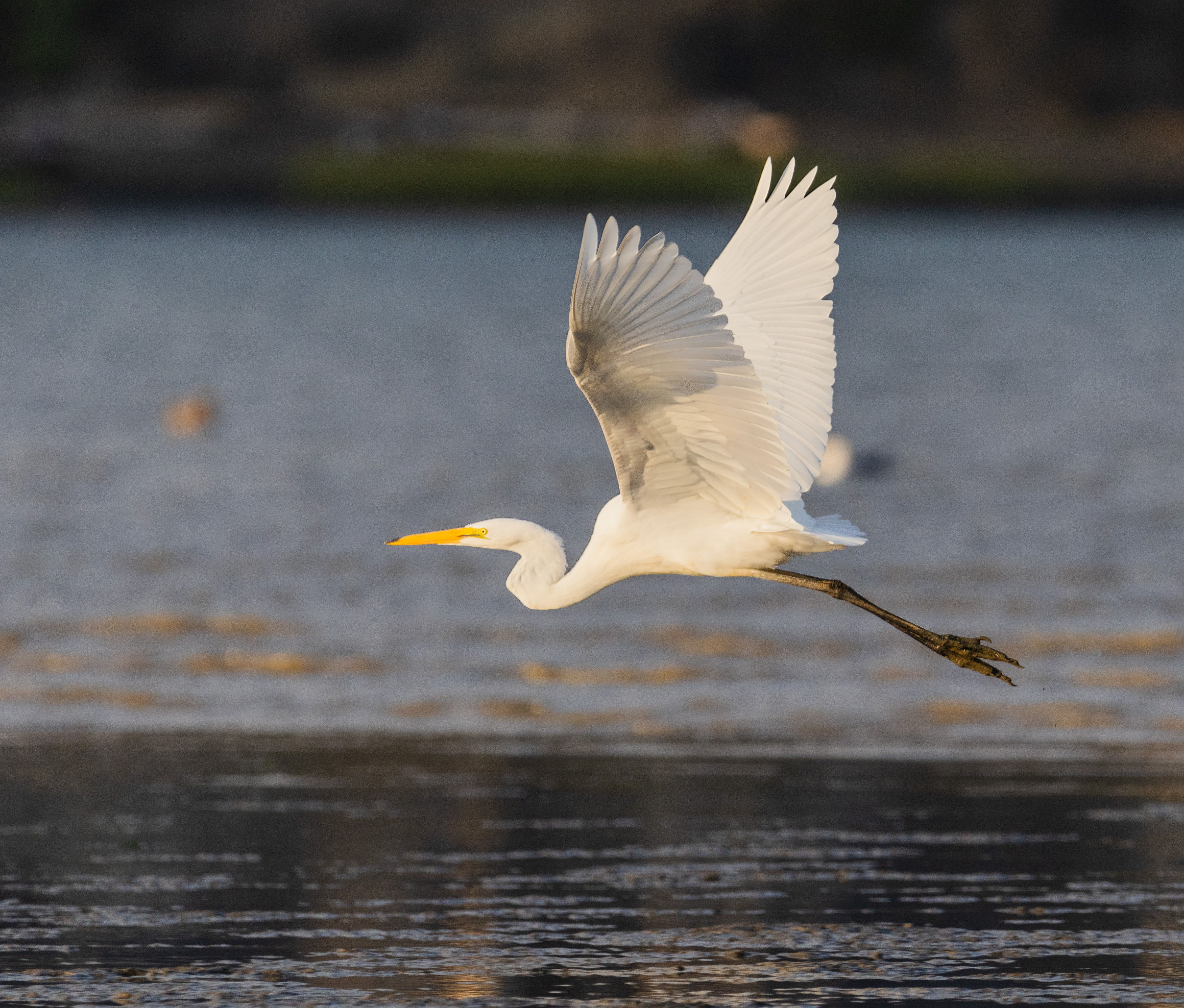 Great Egret Flying over the Lake · Free Stock Photo