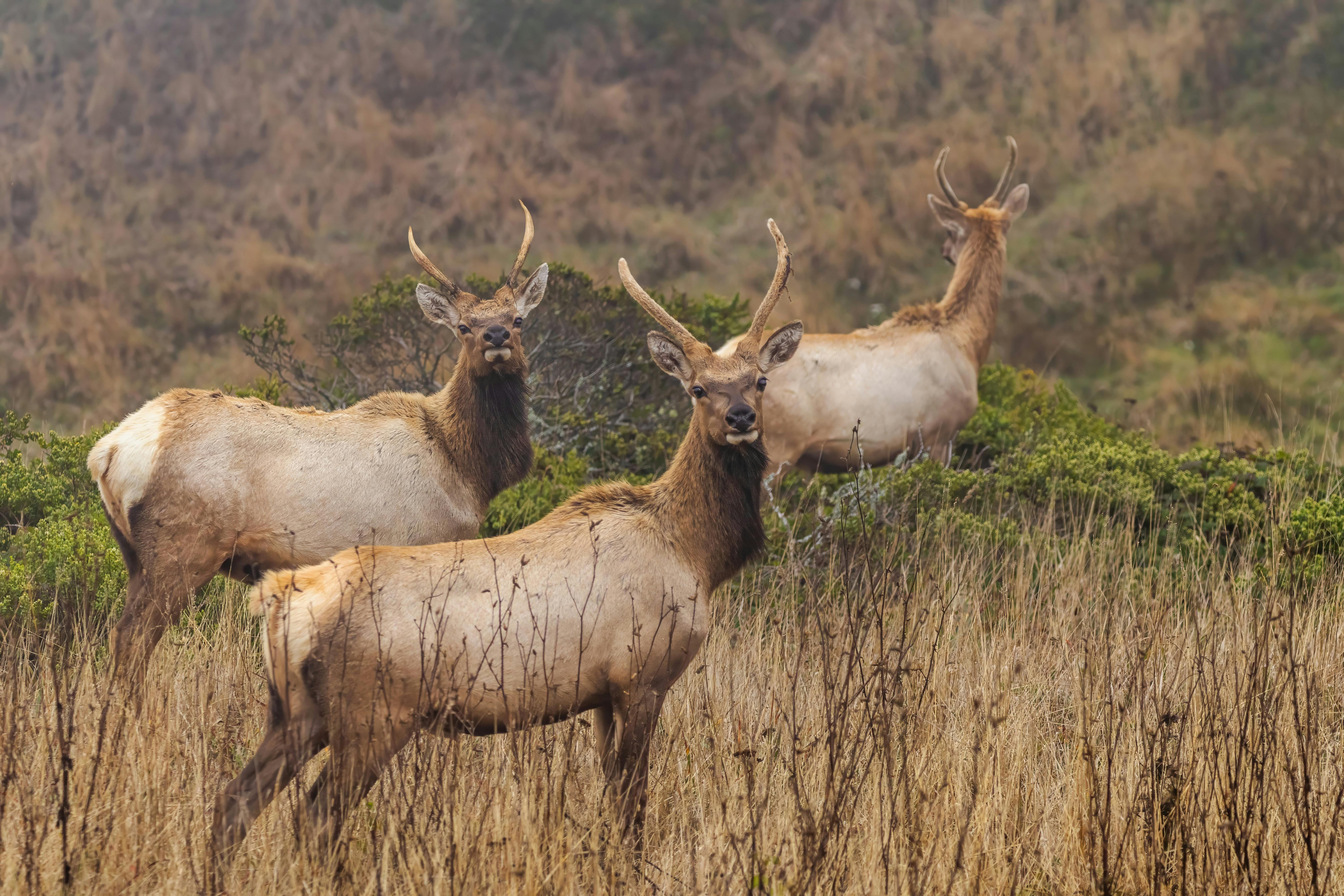Brown Elk Standing on Grassland · Free Stock Photo
