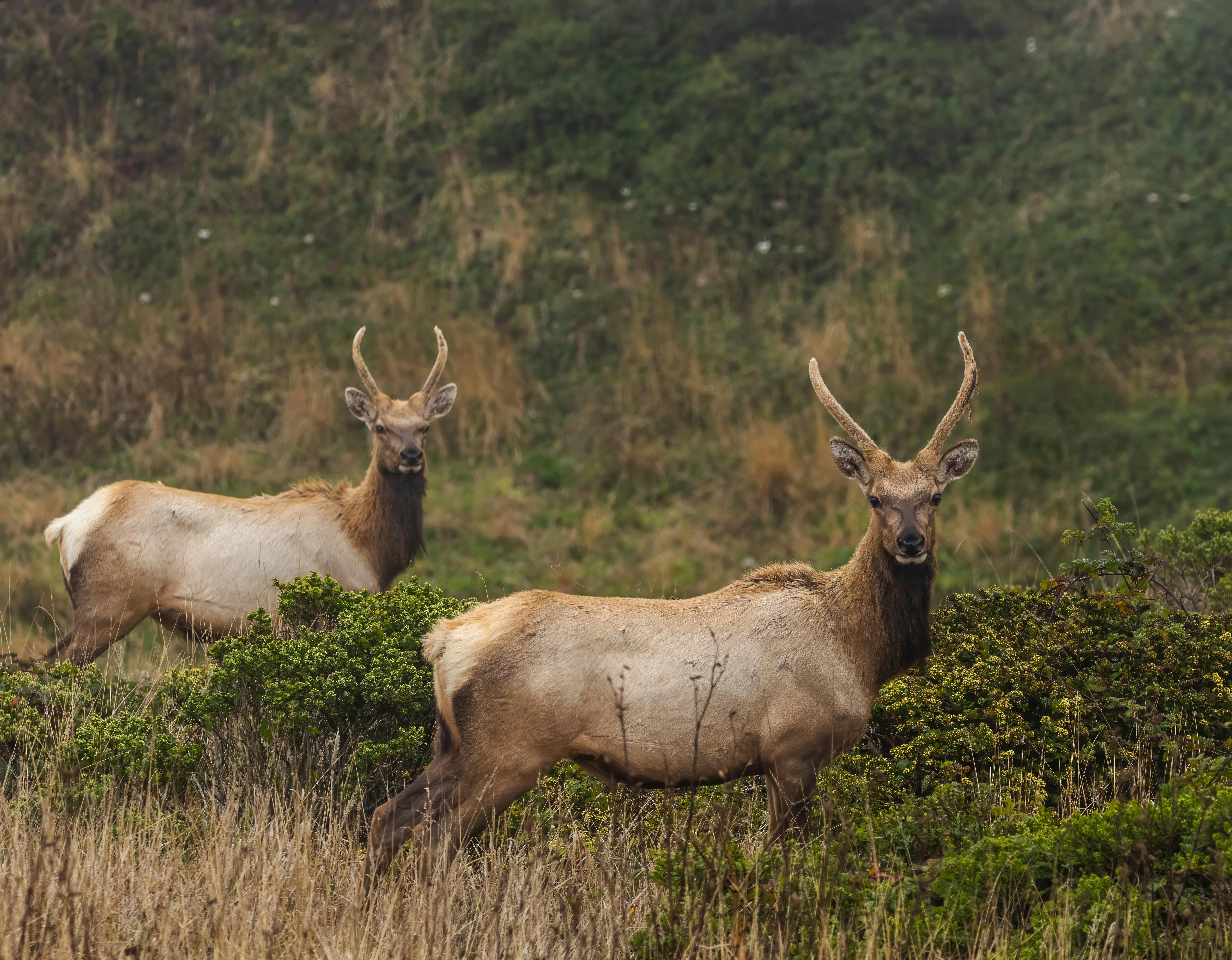 Brown Elk Standing on Grassland · Free Stock Photo