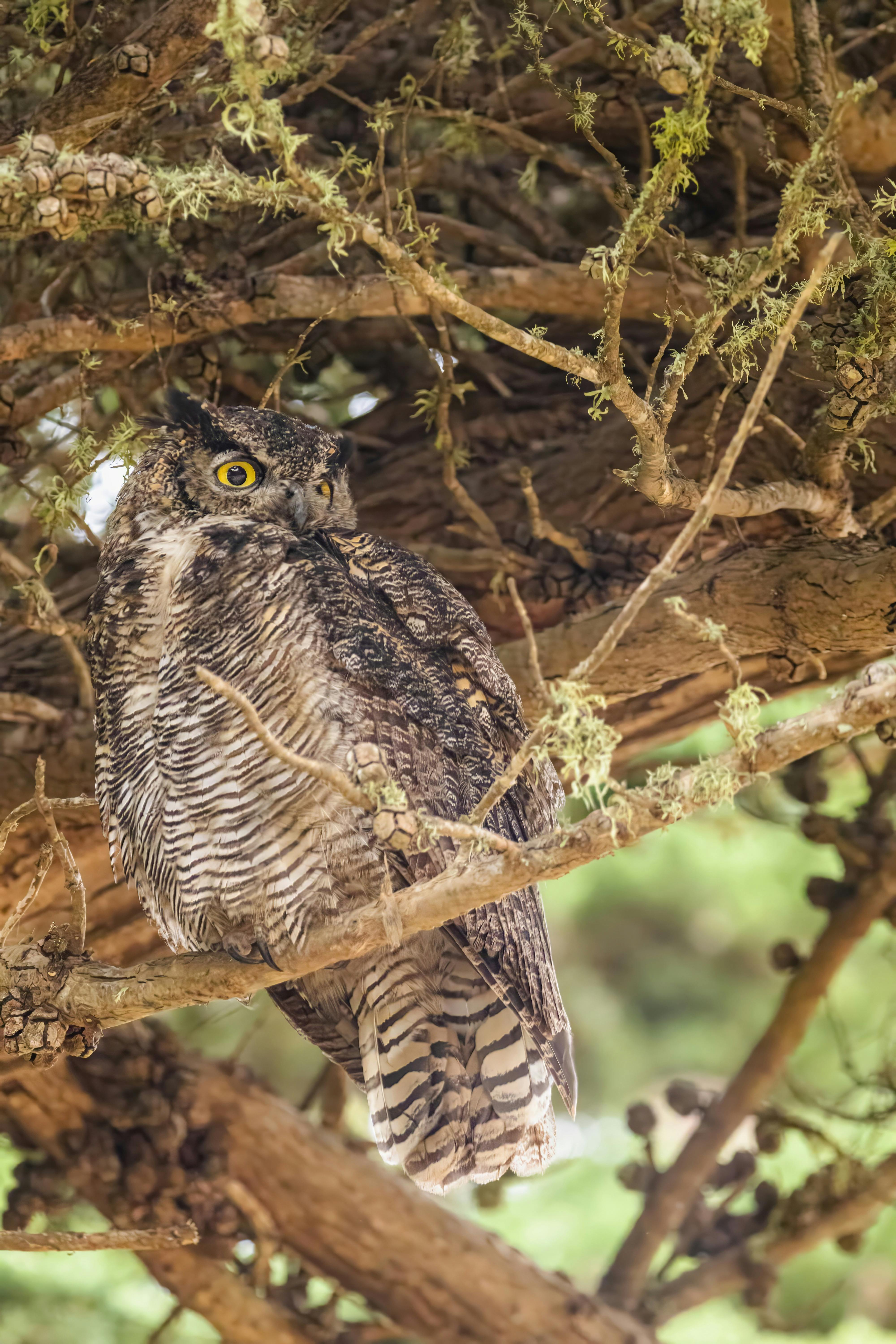 Photo of Owl Perched on Tree Branch · Free Stock Photo