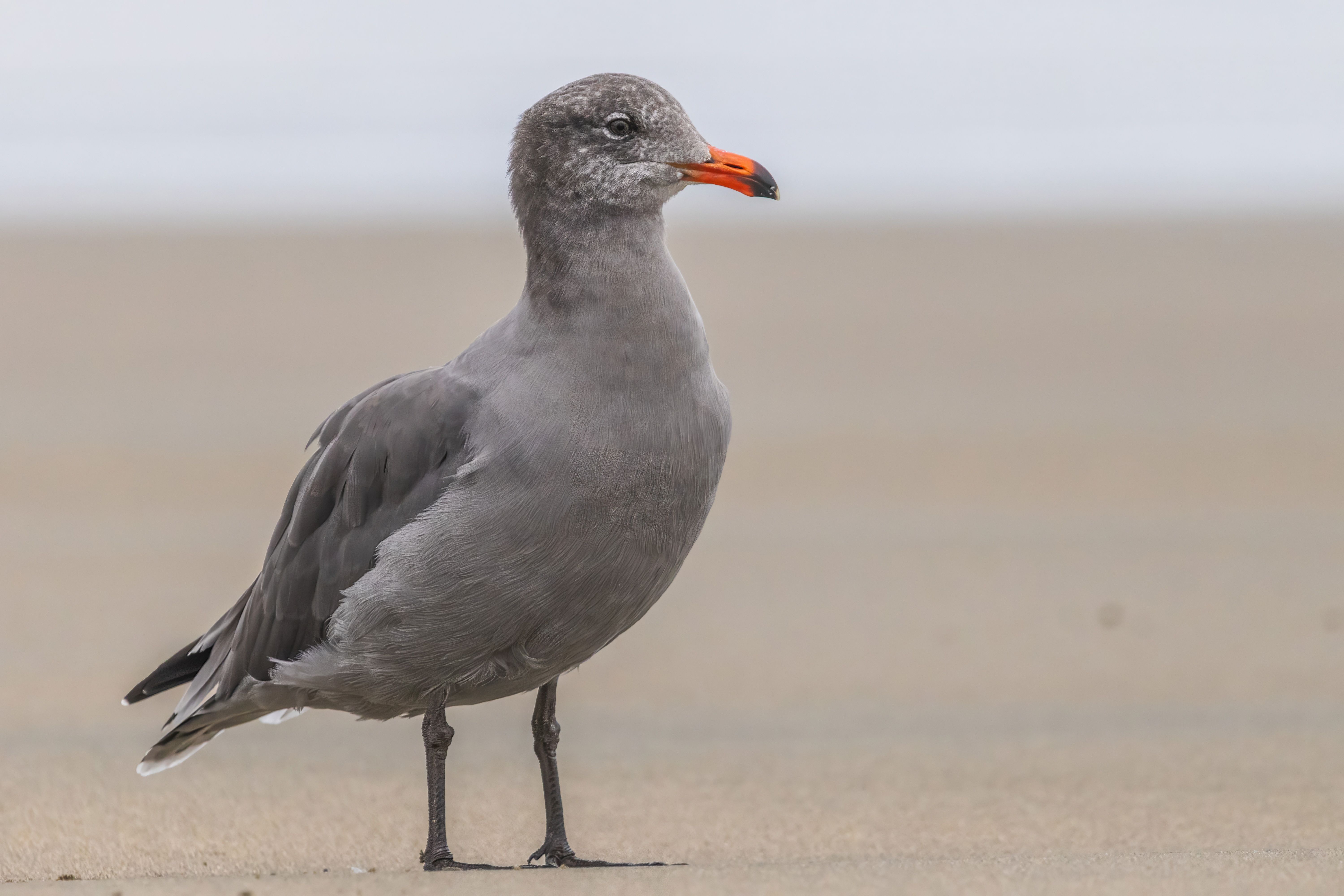 Close-Up Photo of Seagull on Rock · Free Stock Photo