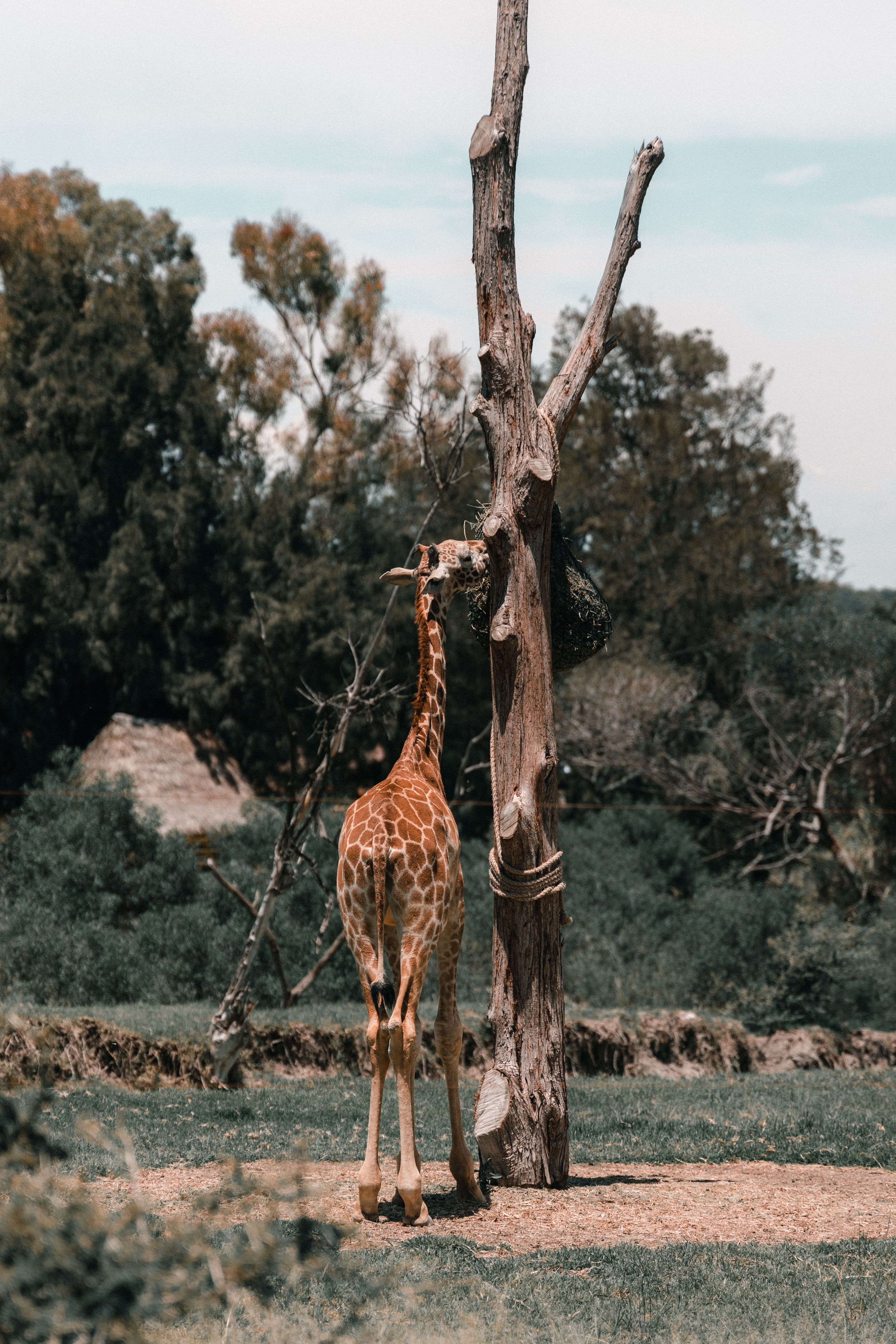 Person Feeding Giraffe · Free Stock Photo