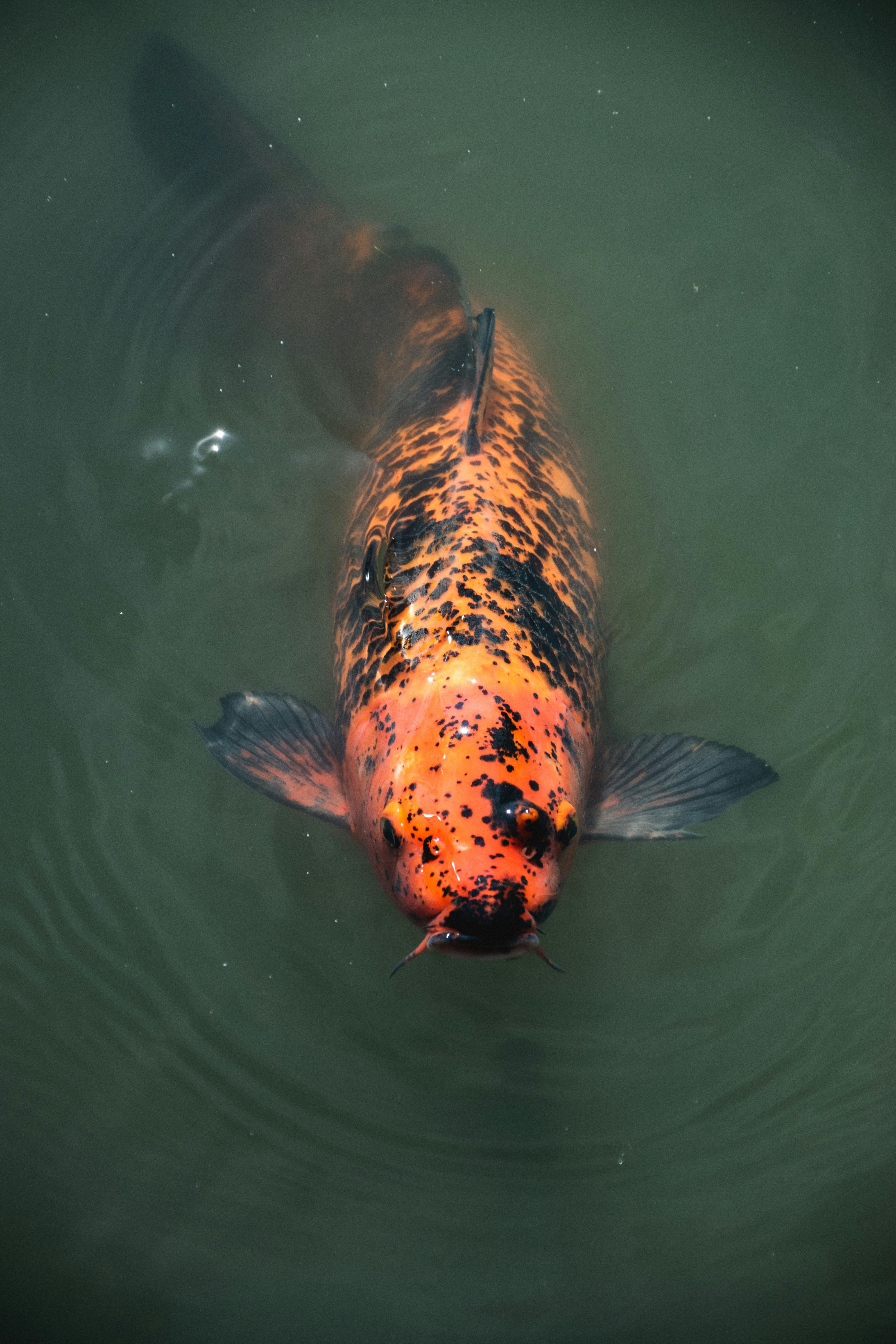 Close-Up Photo of an Orange Koi Fish · Free Stock Photo