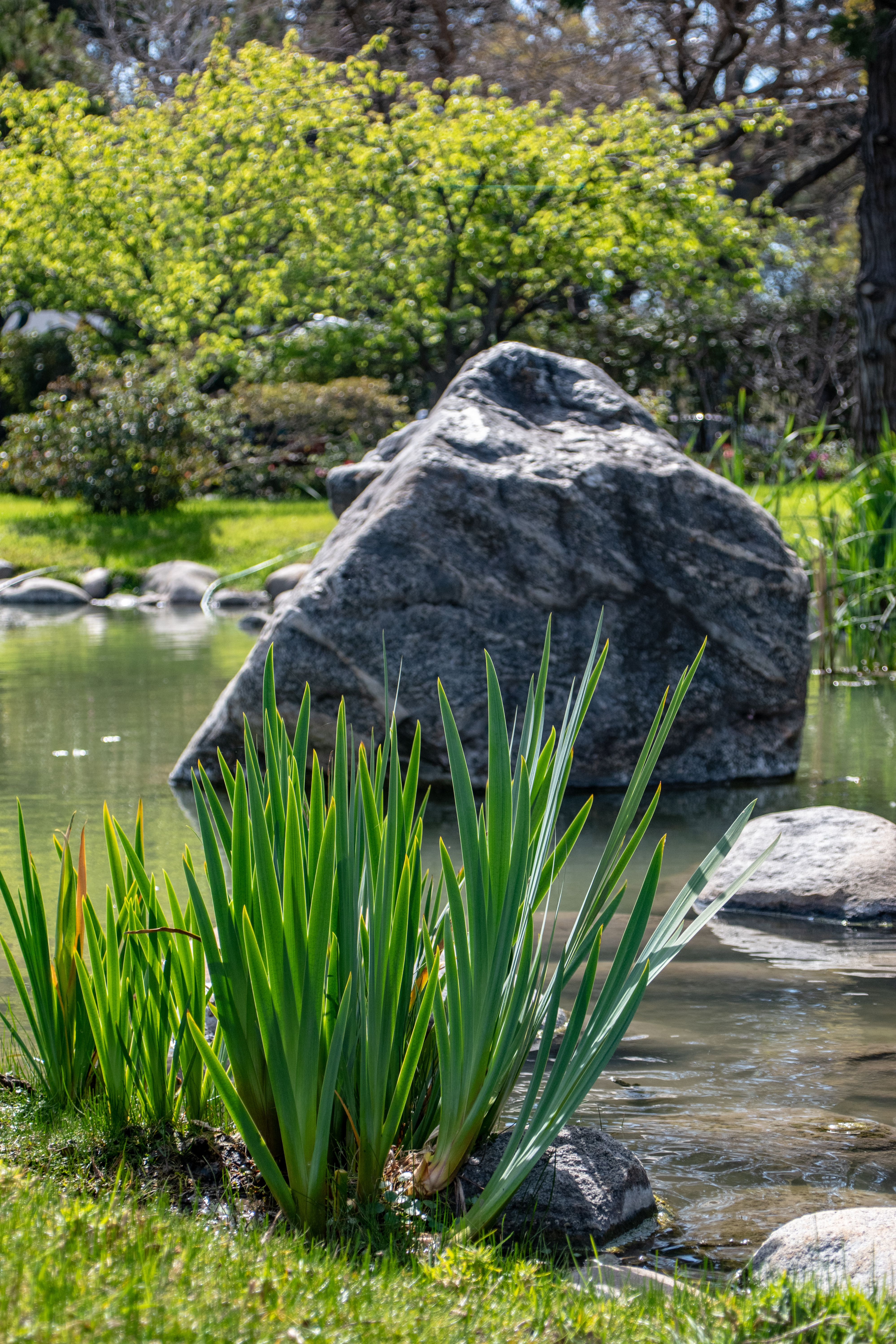Rock in River · Free Stock Photo