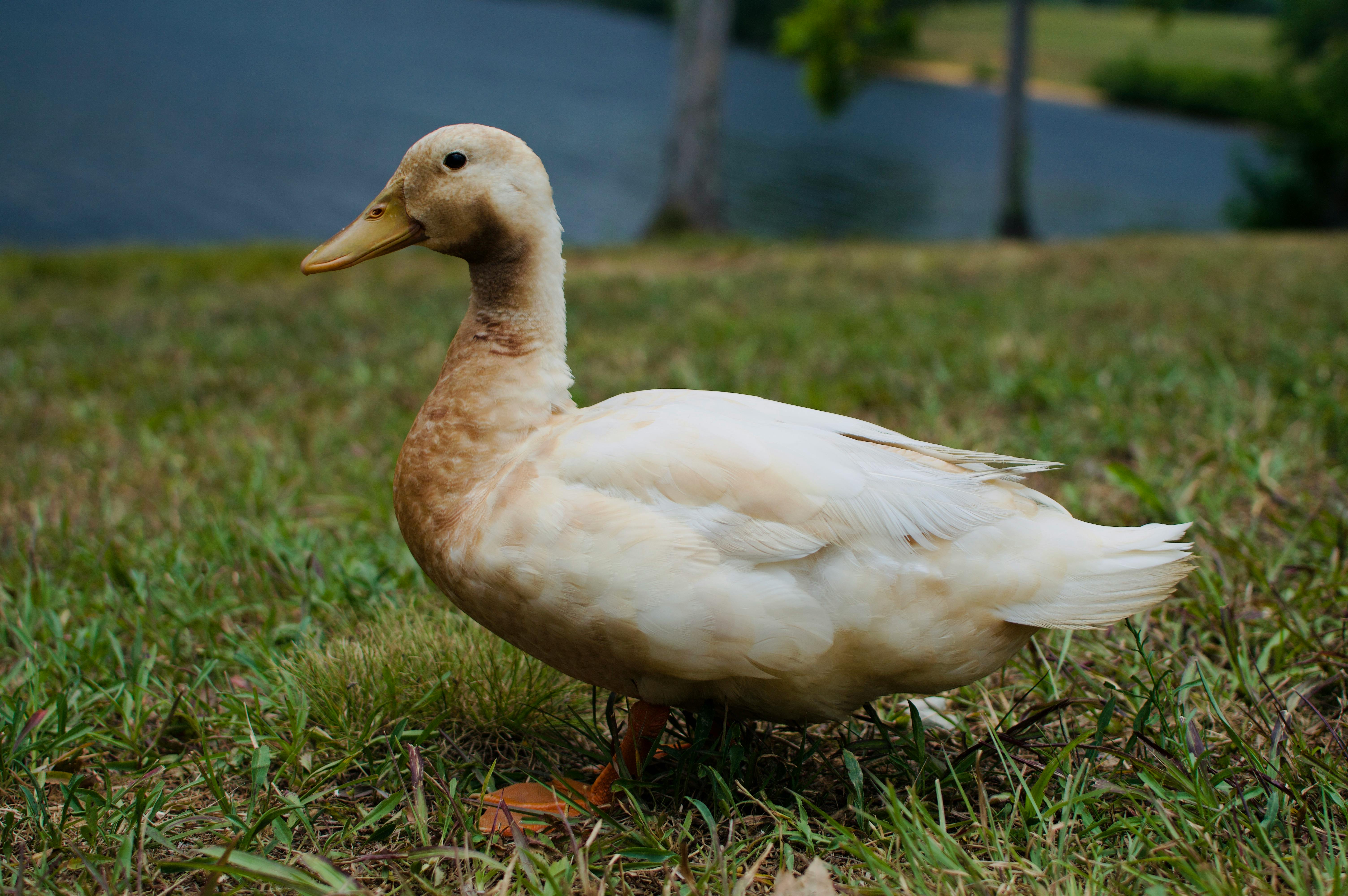 Close-Up Photo of a Duck Walking on Grass · Free Stock Photo