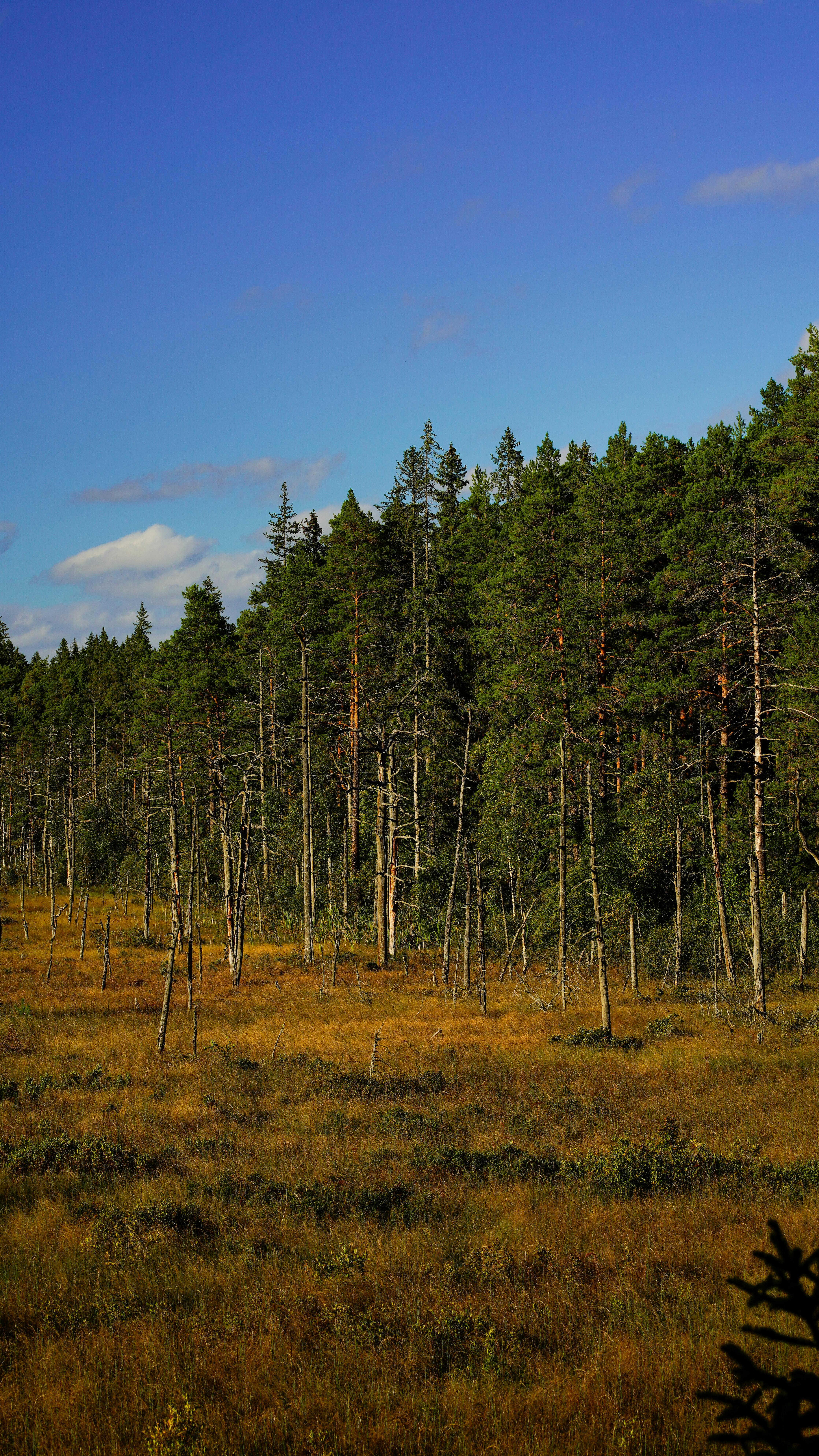 Marsh at the Edge of a Pine Tree Forest · Free Stock Photo