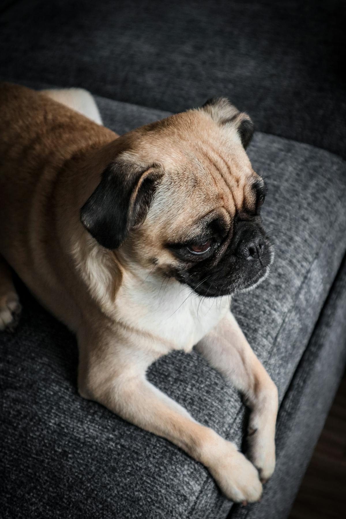 Pug Photos, Download The BEST Free Pug Stock Photos & HD Images