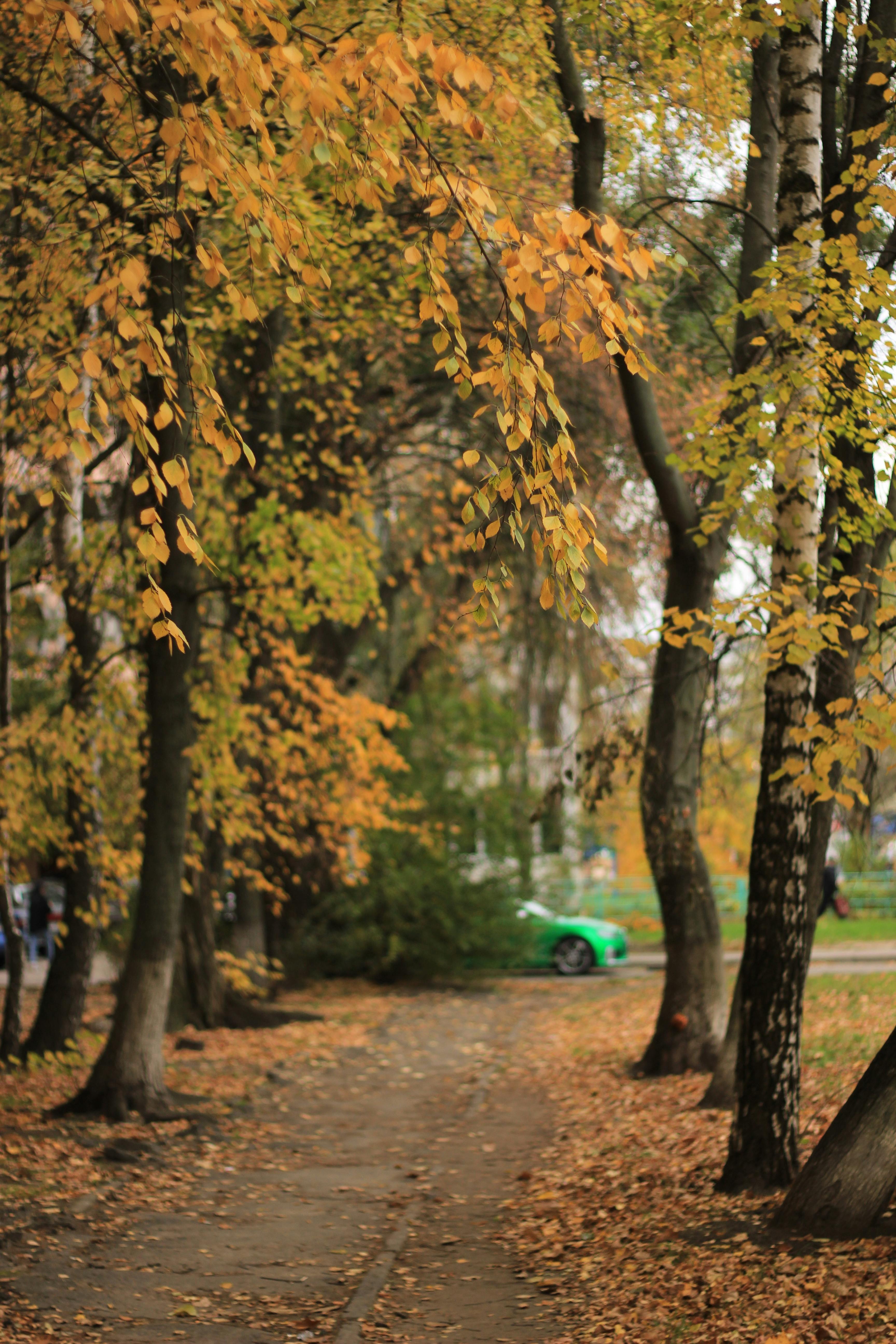 Man Standing Beside Trees · Free Stock Photo