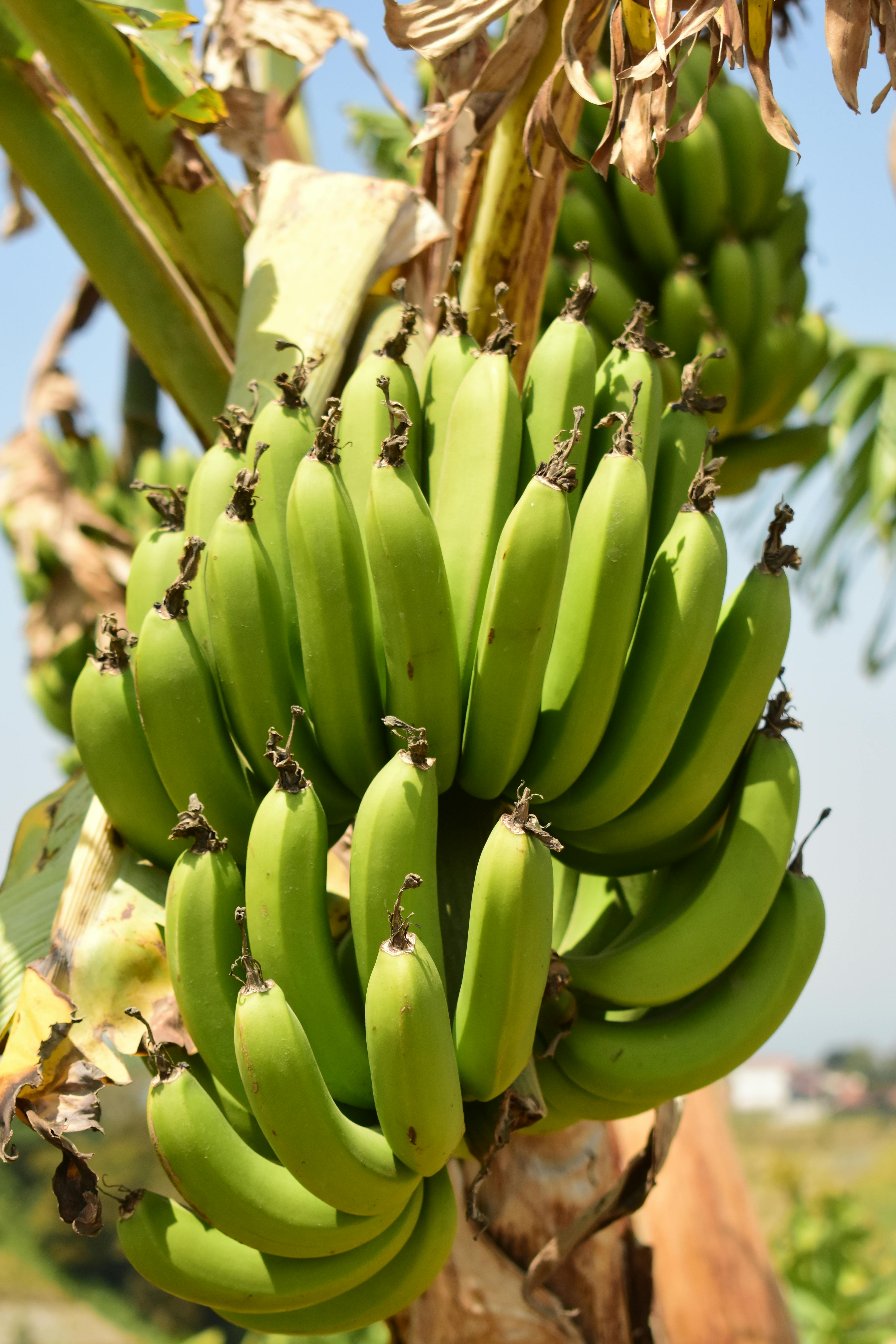 Banana Tree · Free Stock Photo