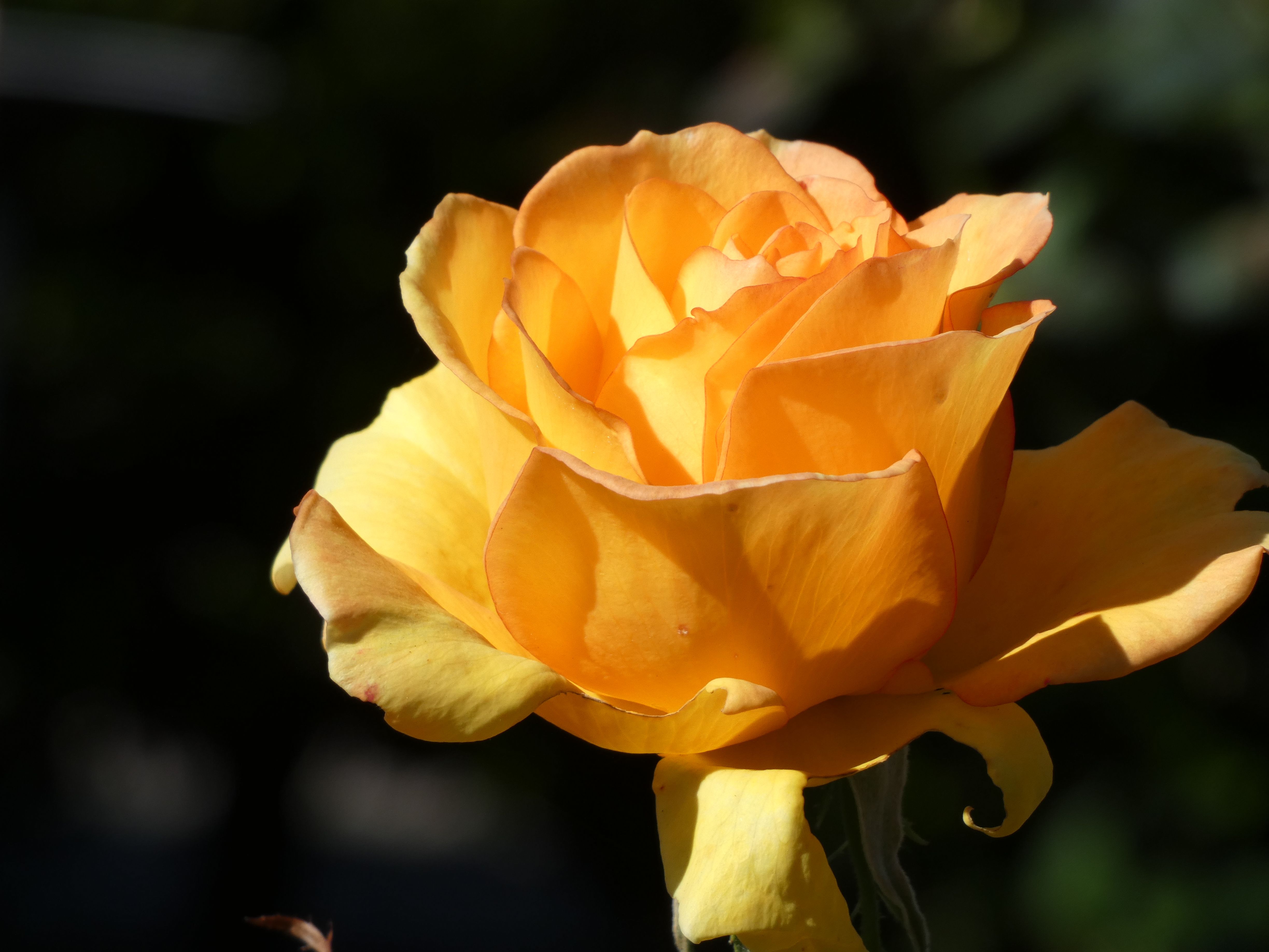 Yellow Rose Flower · Free Stock Photo