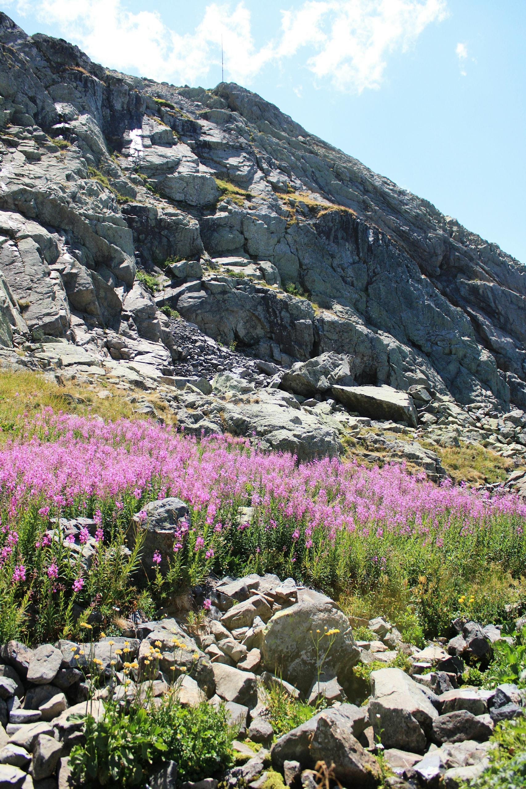 Field Rocks Photos, Download The BEST Free Field Rocks Stock Photos ...