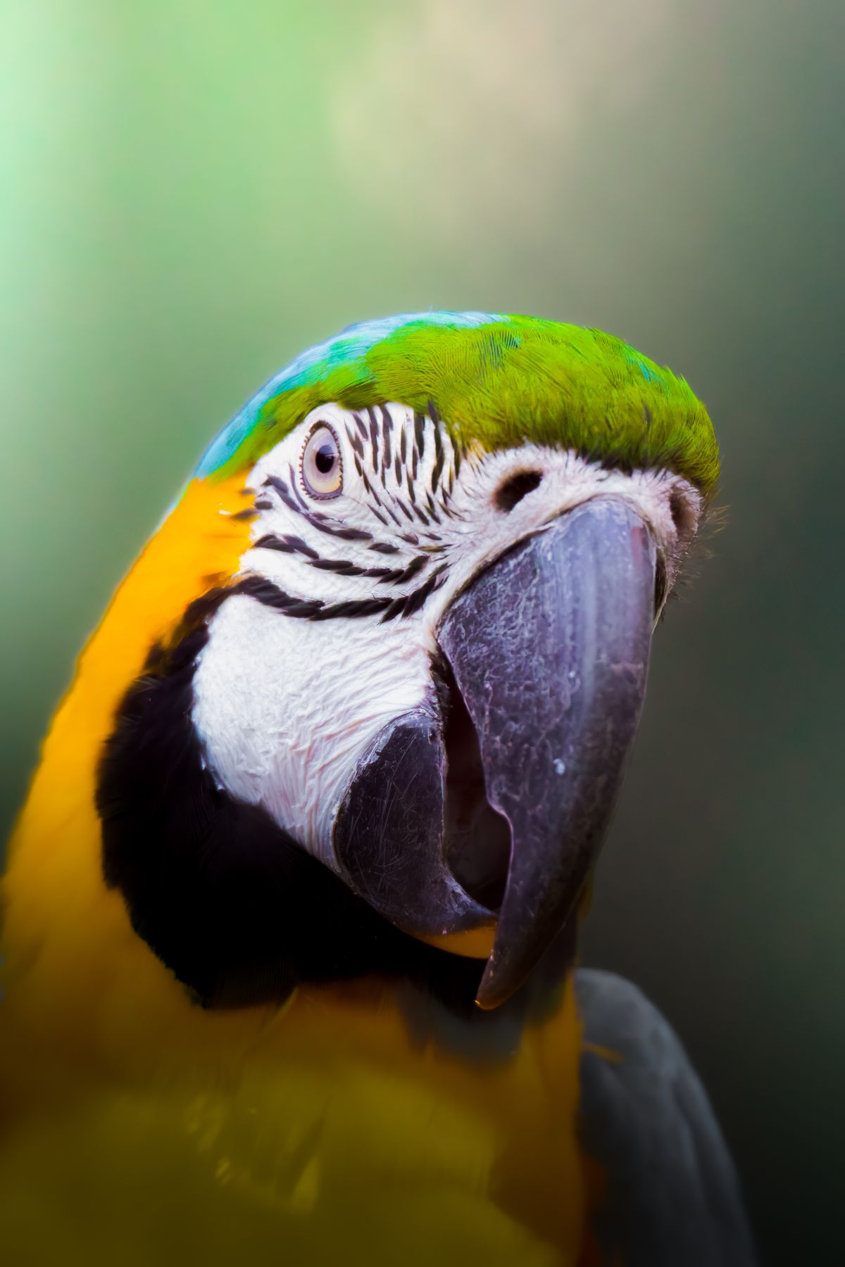 Ara Photos, Download The BEST Free Ara Stock Photos & HD Images