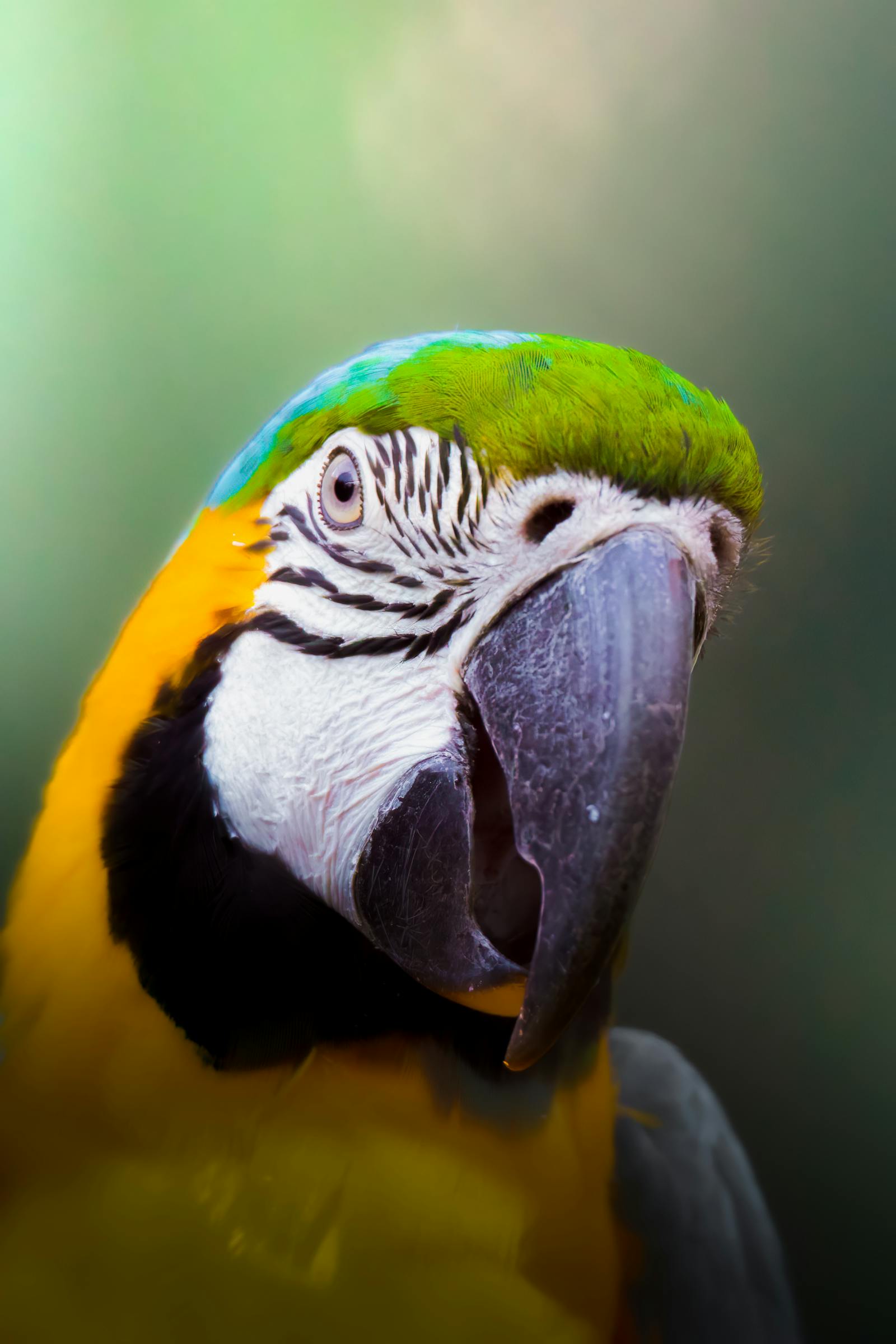 Ara Photos, Download The BEST Free Ara Stock Photos & HD Images