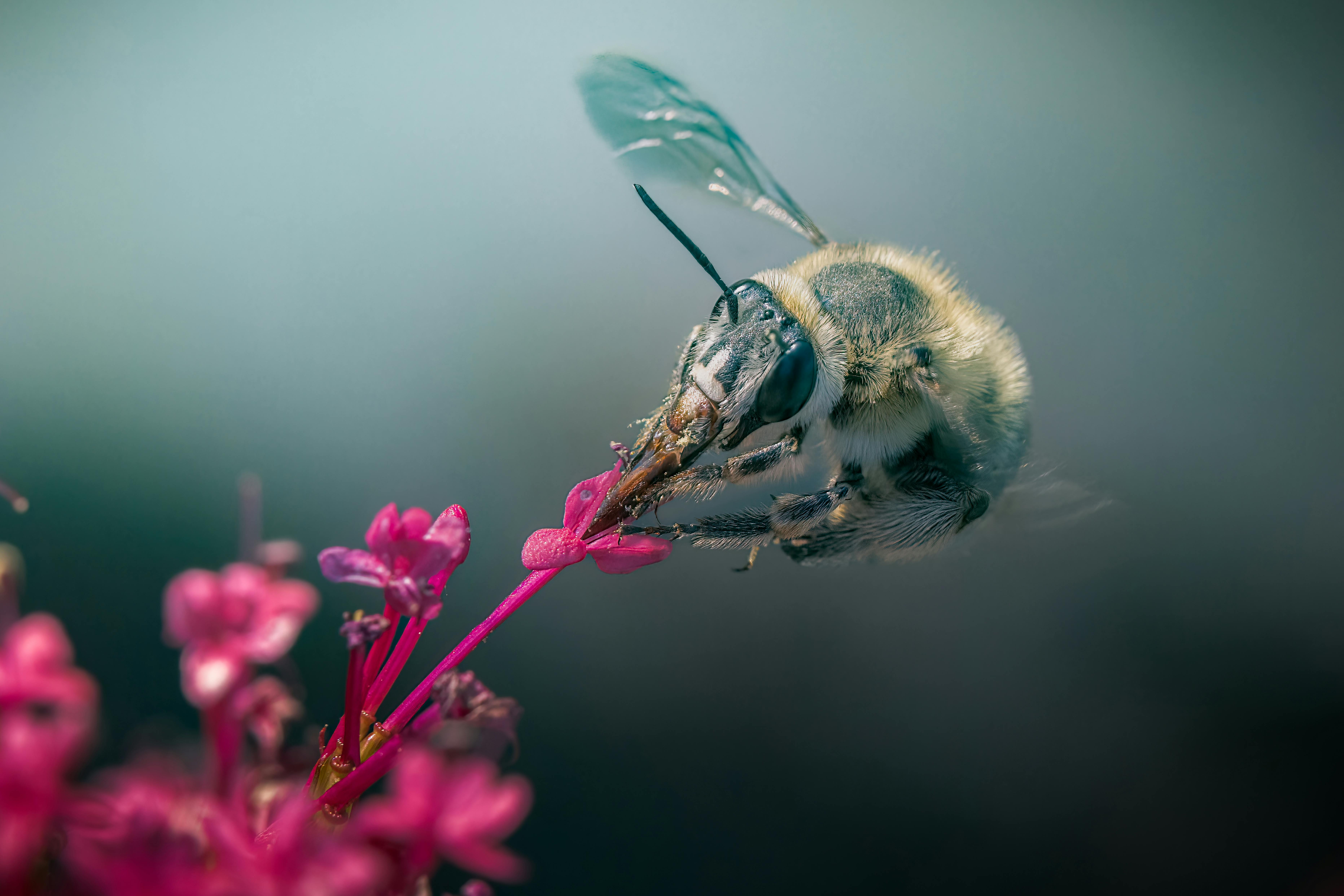 Good Bee Photos, Download The BEST Free Good Bee Stock Photos & HD Images
